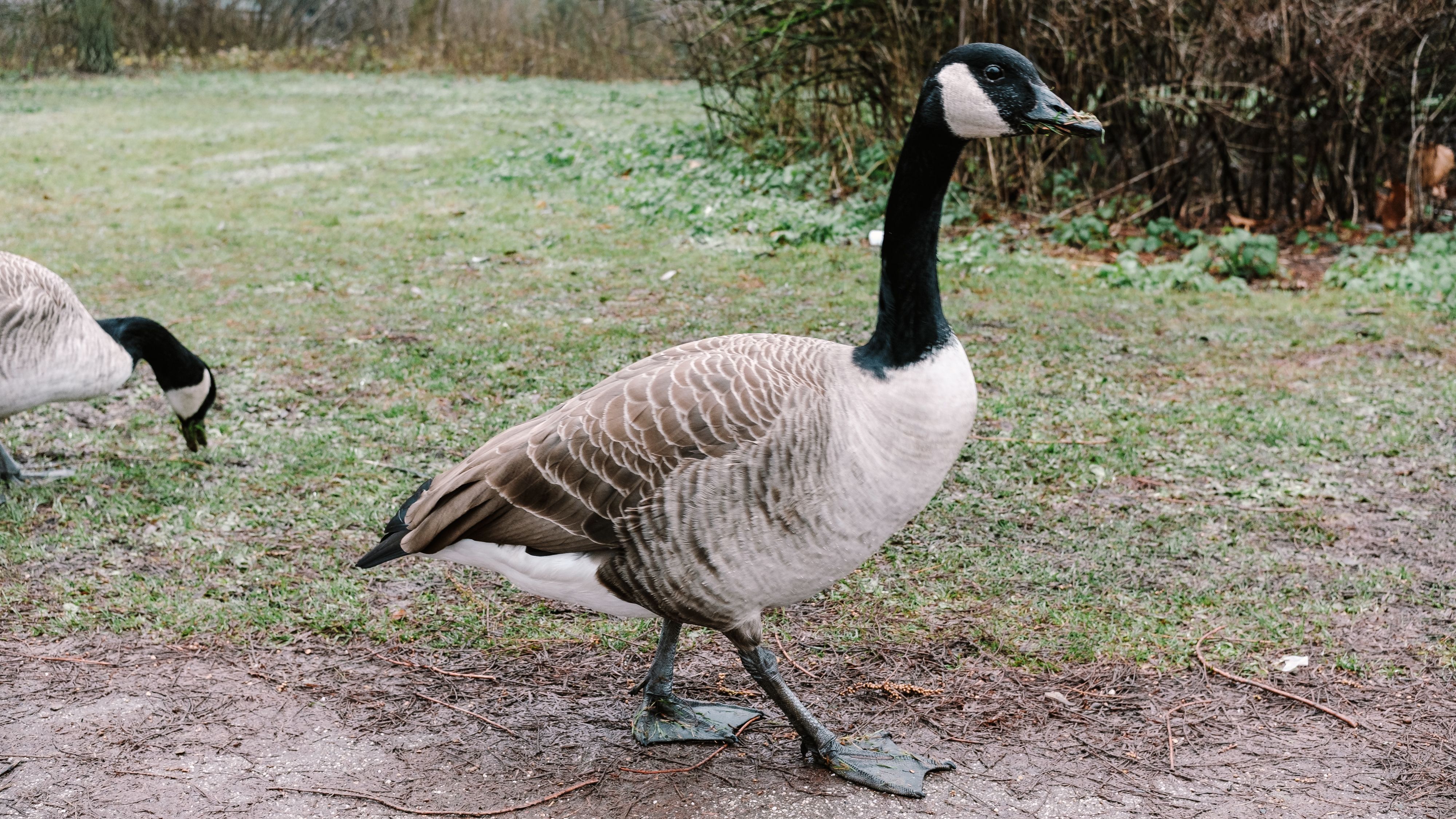 Canada Goose Walking on Winter Grass · Free Stock Photo
