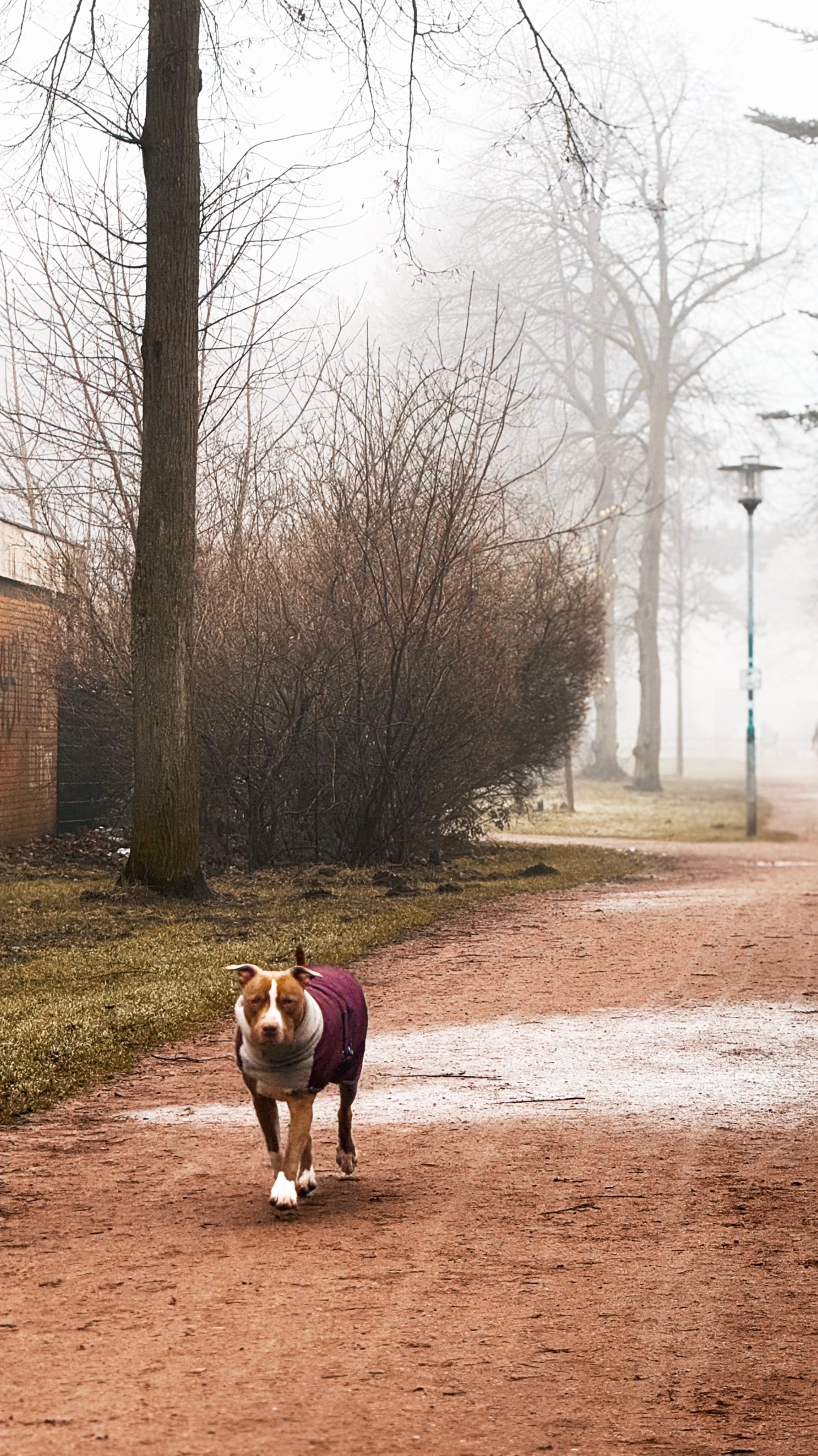 Person Walking Dog in Fog · Free Stock Photo