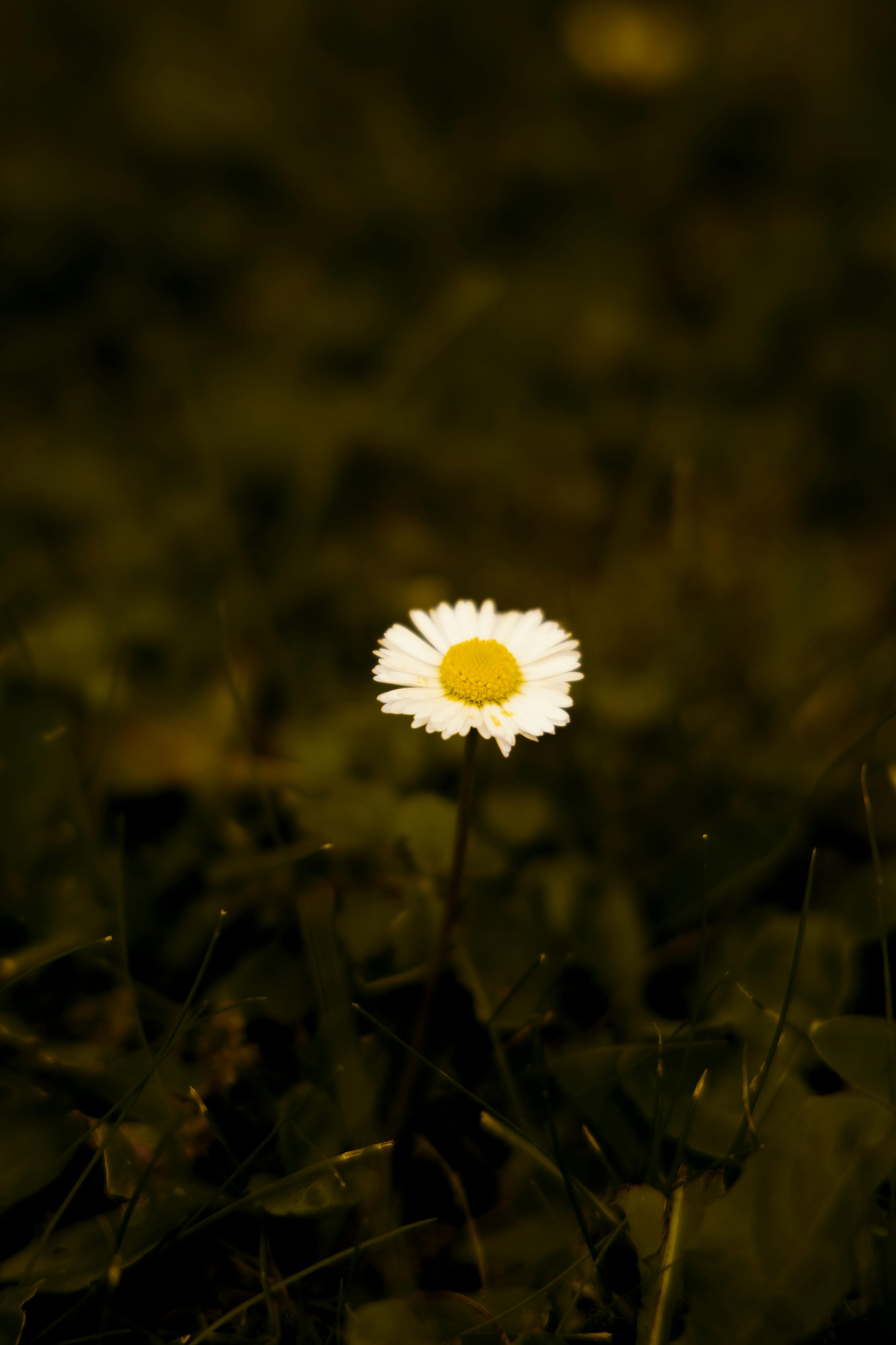 Bunga Daisy Tunggal Di Padang Rumput Gelap · Foto Stok Gratis