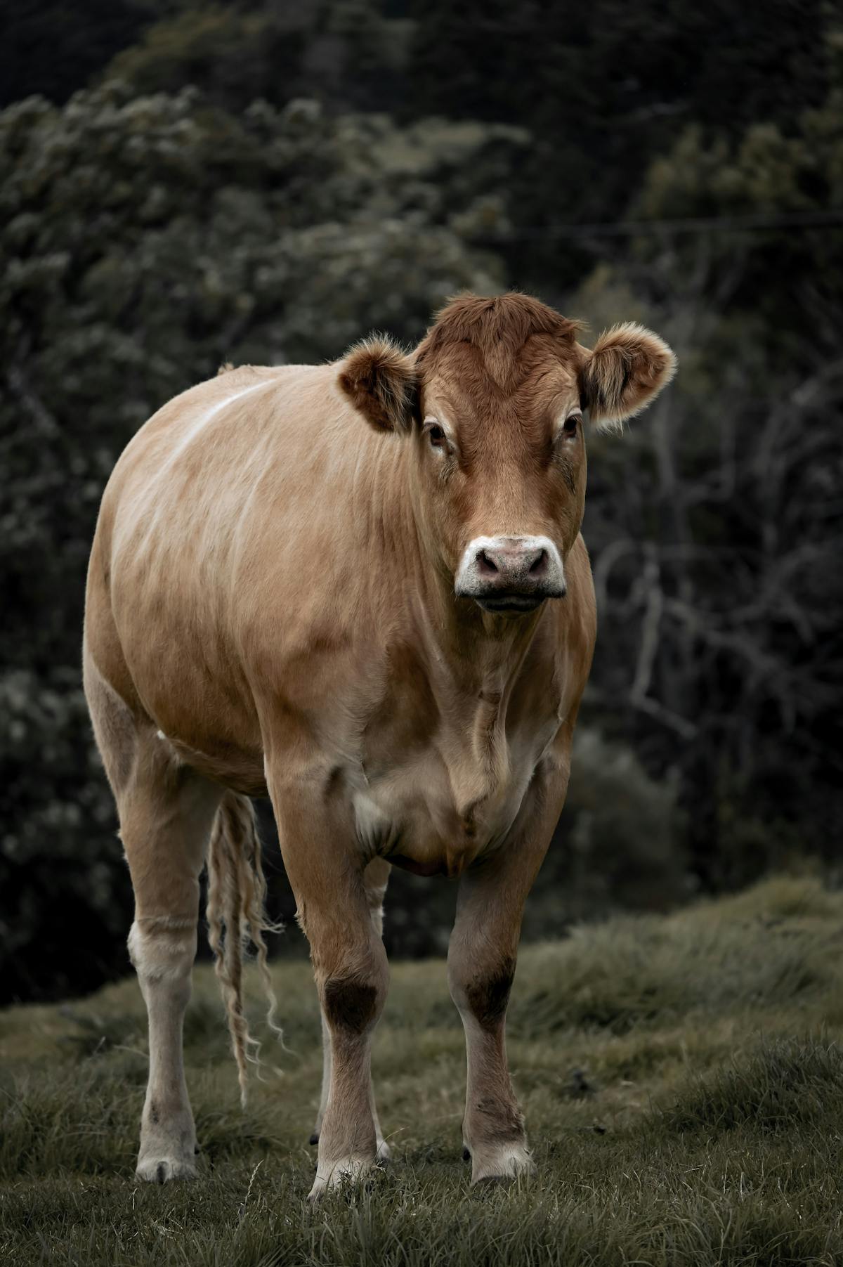 Highland Cow Screensaver Photos, Download The BEST Free Highland Cow ...