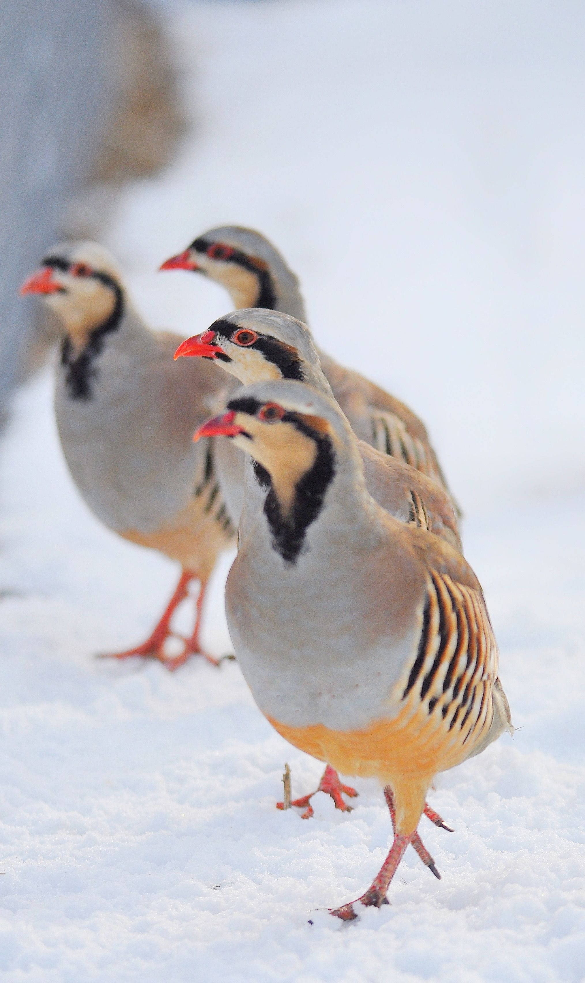 Red-legged Partridges Walking in Snowy Van, Türkiye · Free Stock Photo