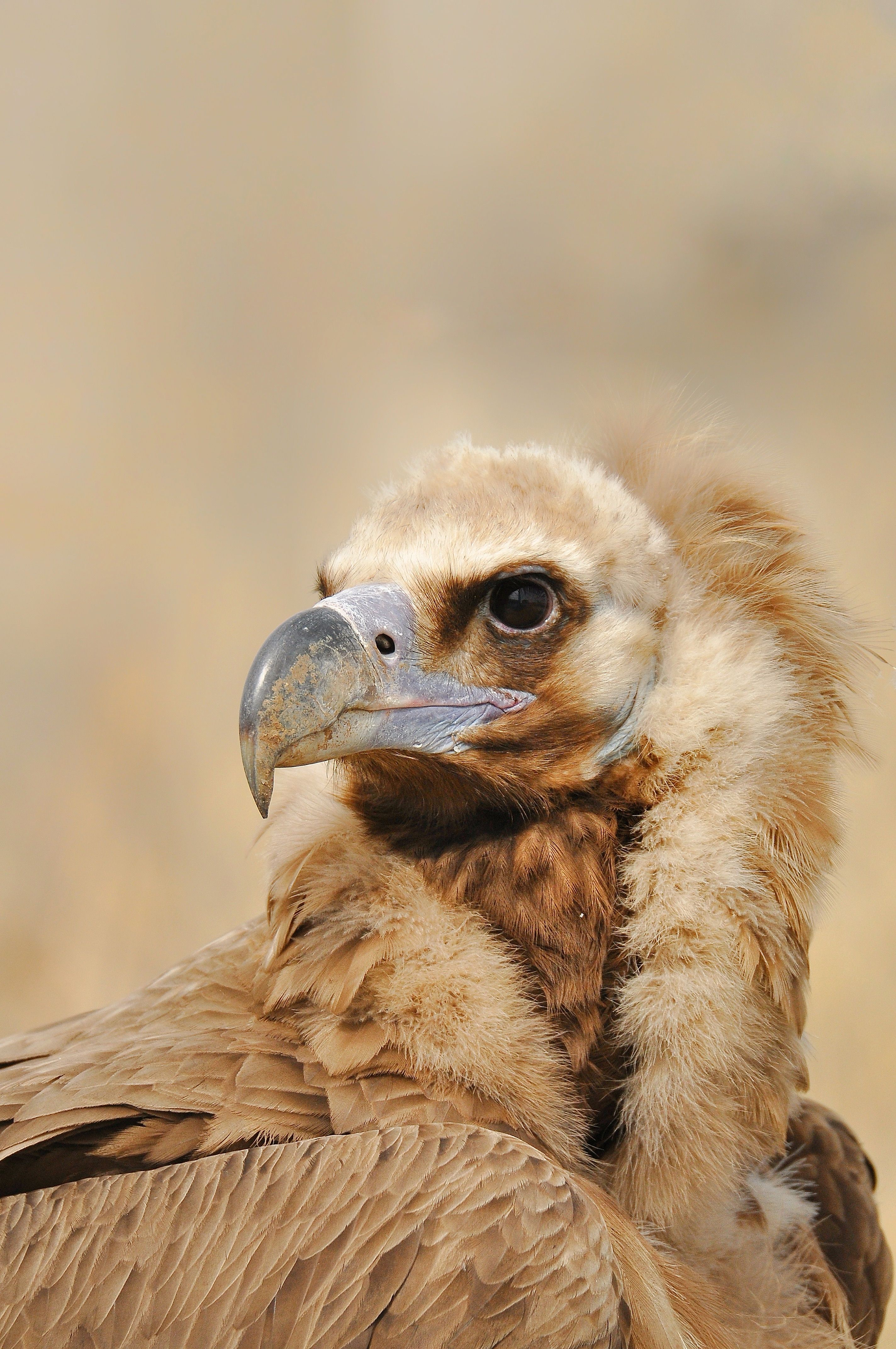 Turkey Vulture Bird Photos, Download The BEST Free Turkey Vulture Bird ...