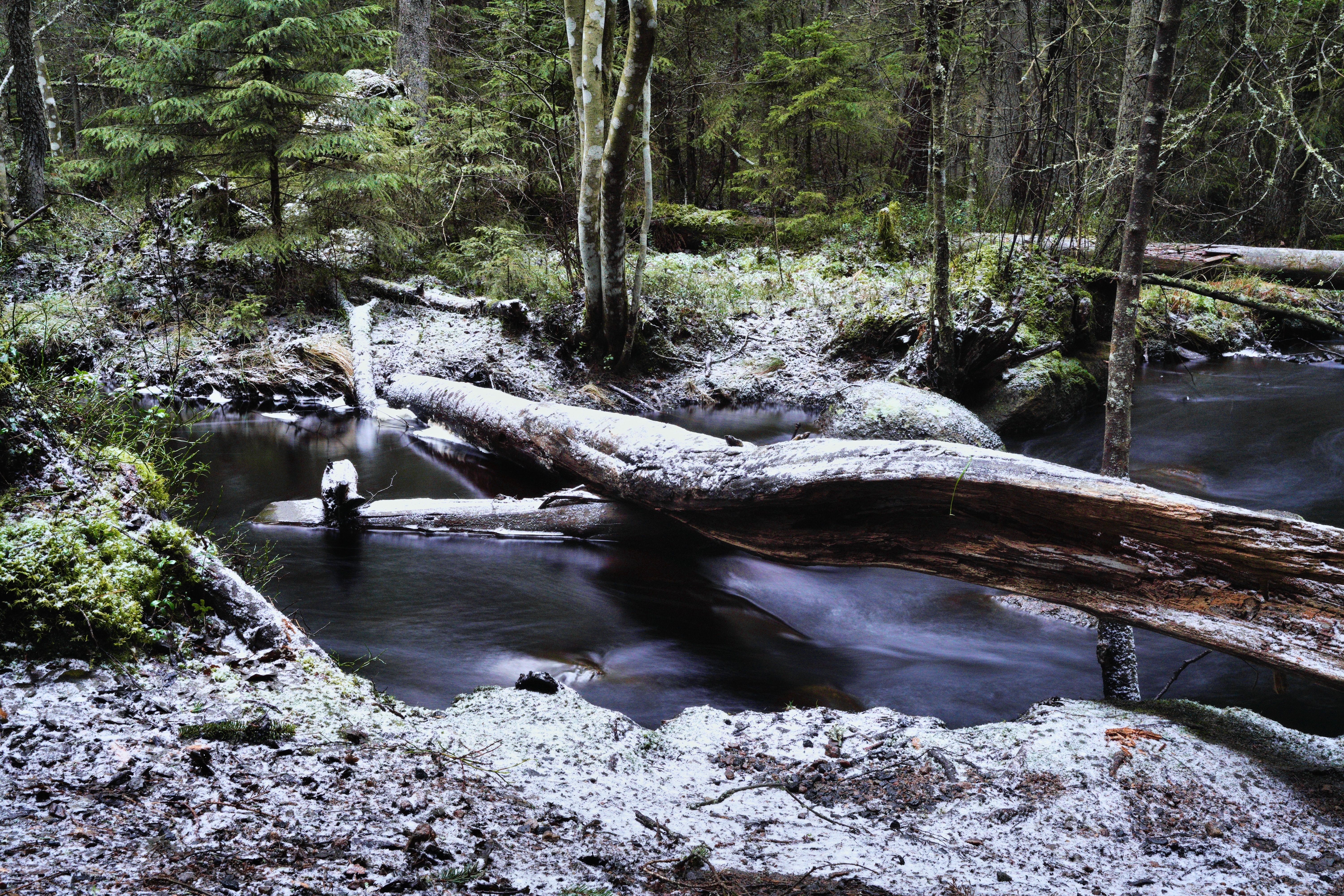 Serene Forest Stream in Early Winter · Free Stock Photo