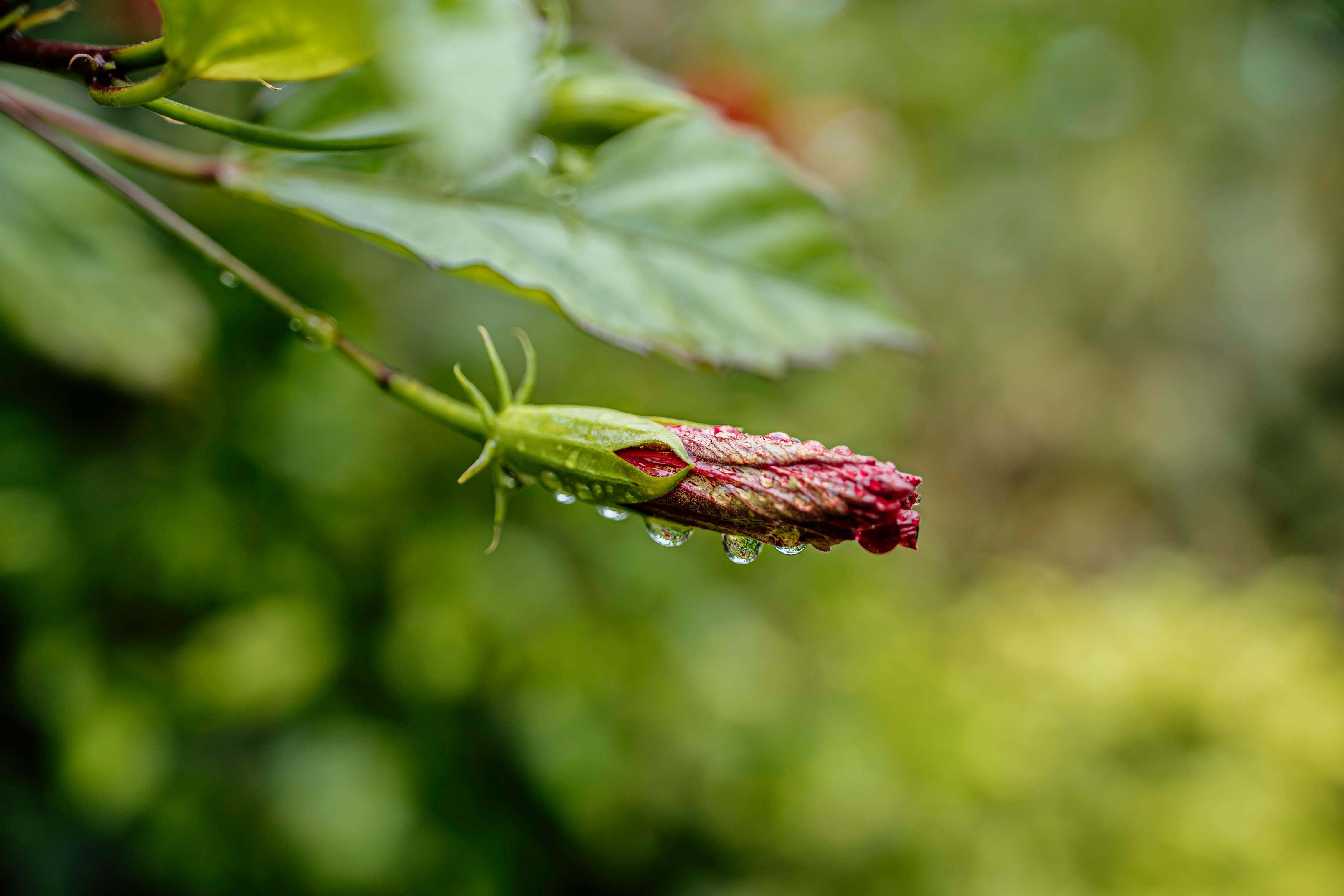 Close-Up of Dew-Drenched Hibiscus Bud · Free Stock Photo
