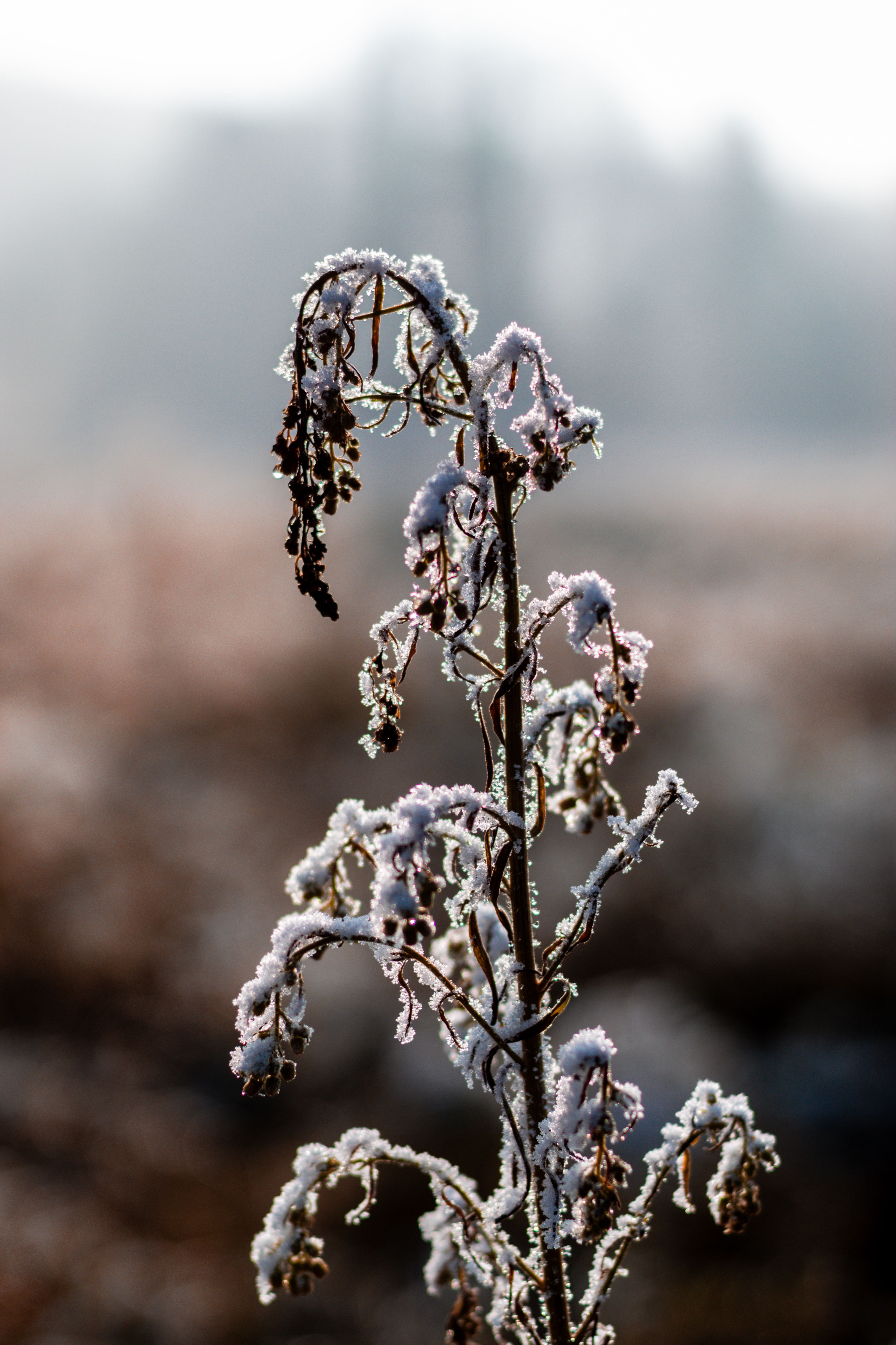 Frost-Covered Plant in Winter Sunlight · Free Stock Photo