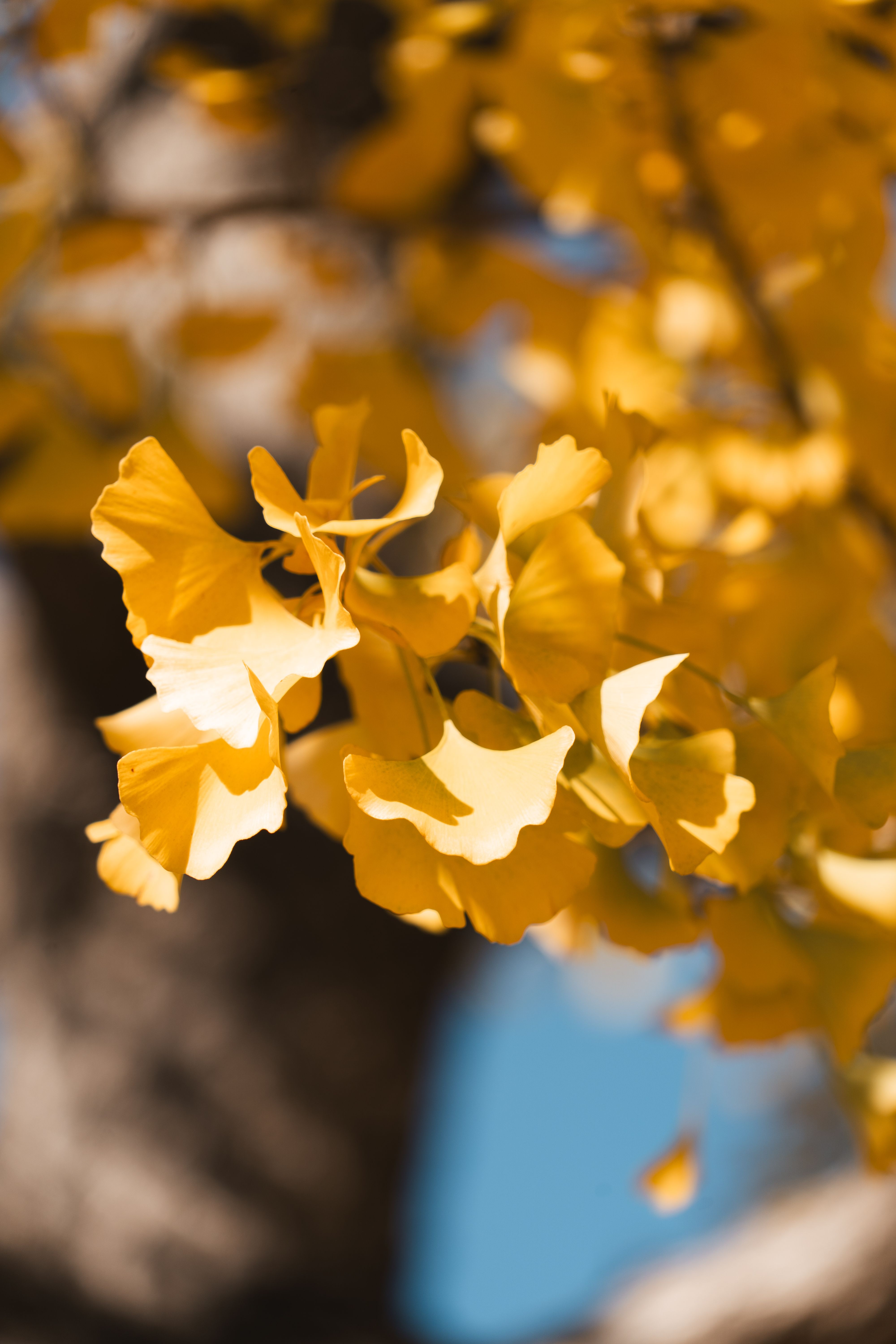 Vibrant Yellow Ginkgo Leaves in Autumn Sunlight · Free Stock Photo