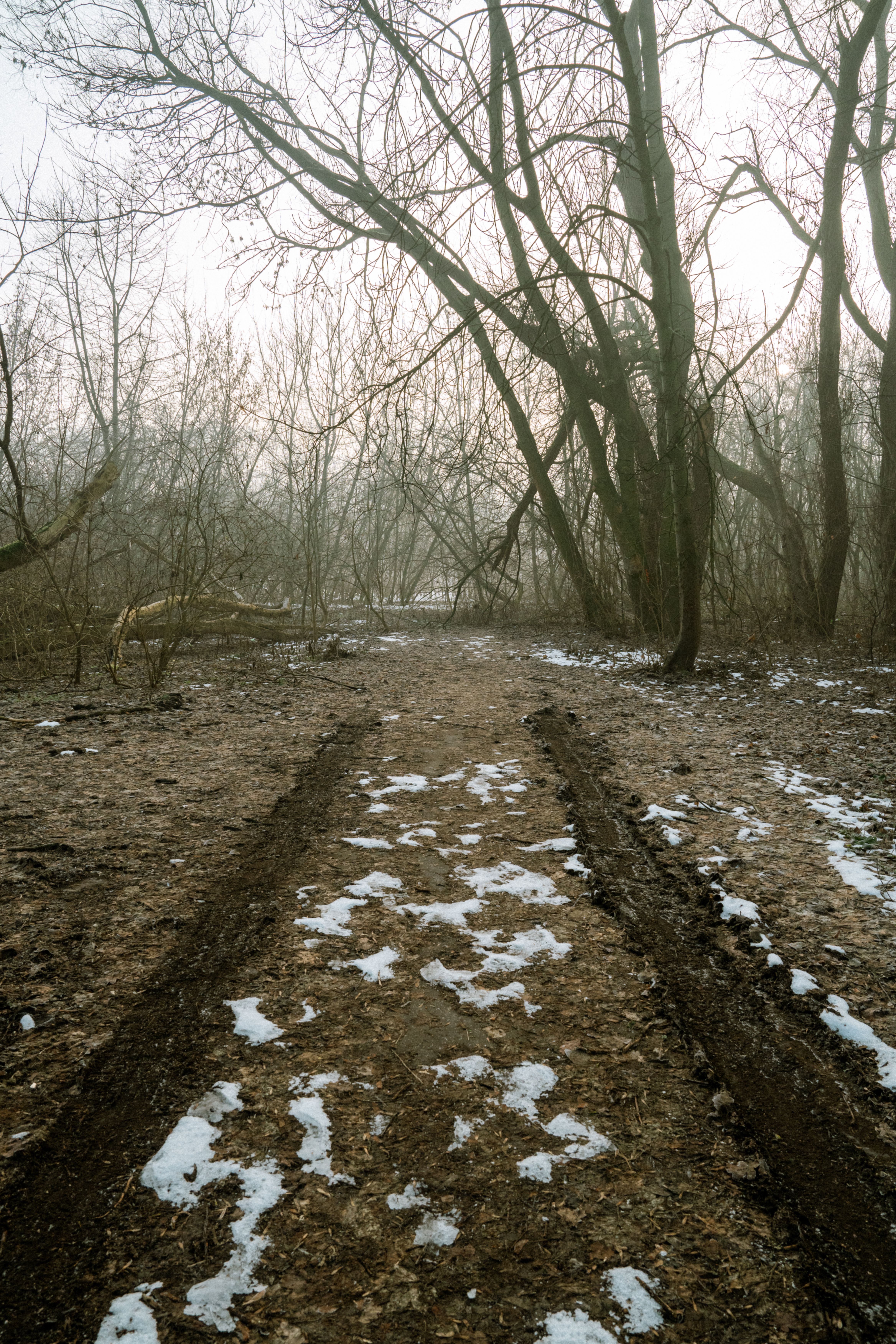 Winter Pathway in Leafless Forest Landscape · Free Stock Photo