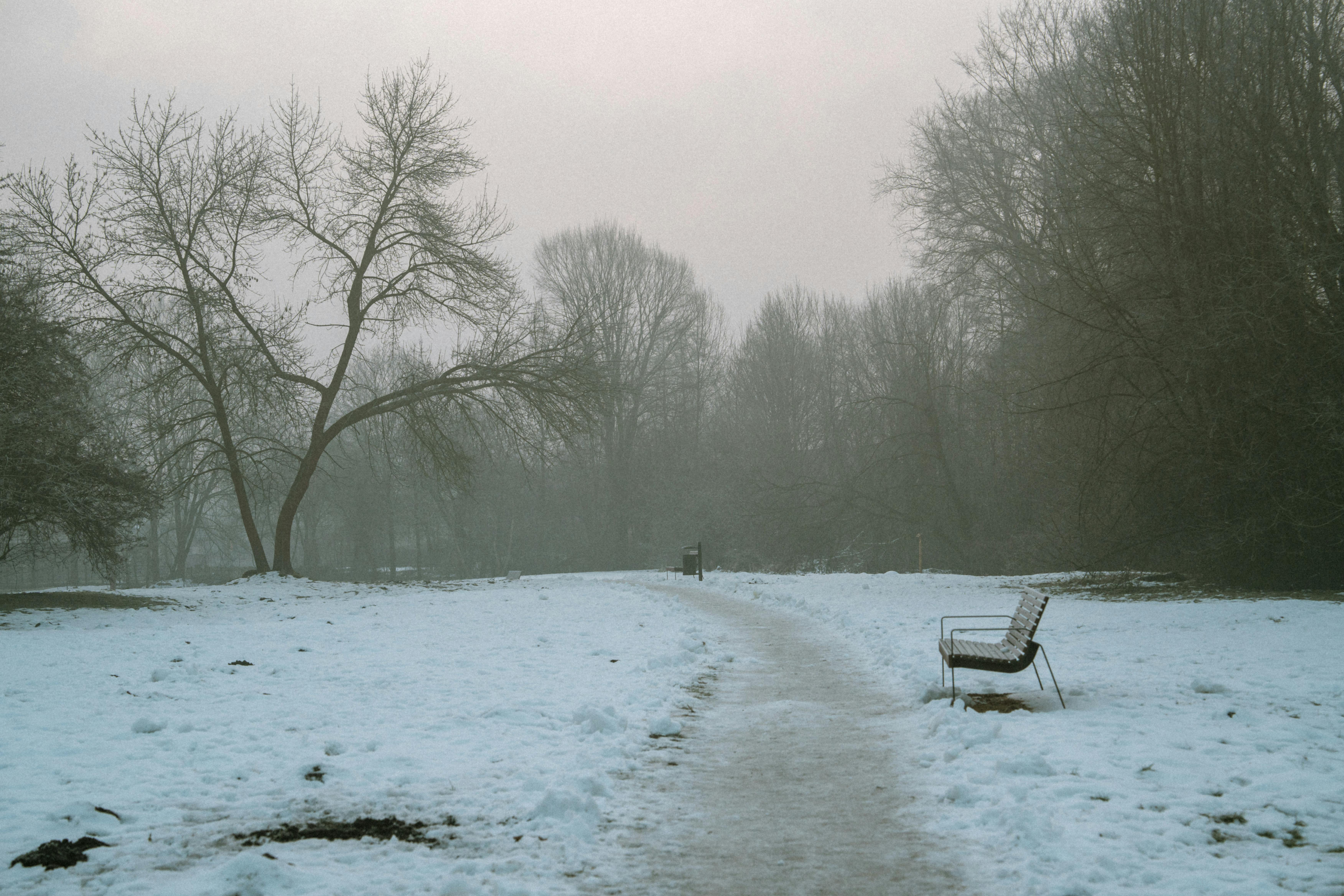 Serene Winter Pathway with Snow-Covered Landscape · Free Stock Photo