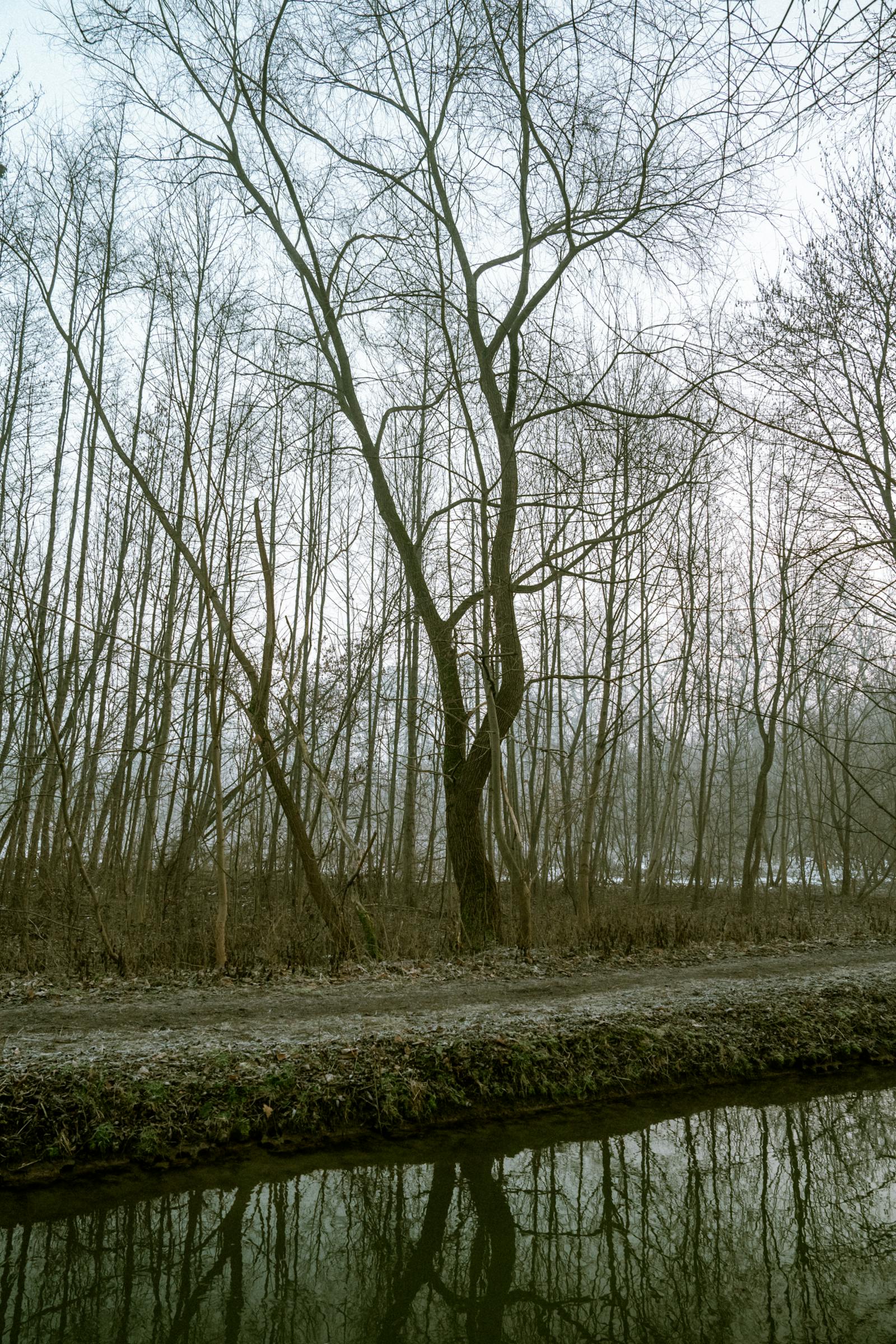 Tree Line Photos, Download The BEST Free Tree Line Stock Photos & HD Images