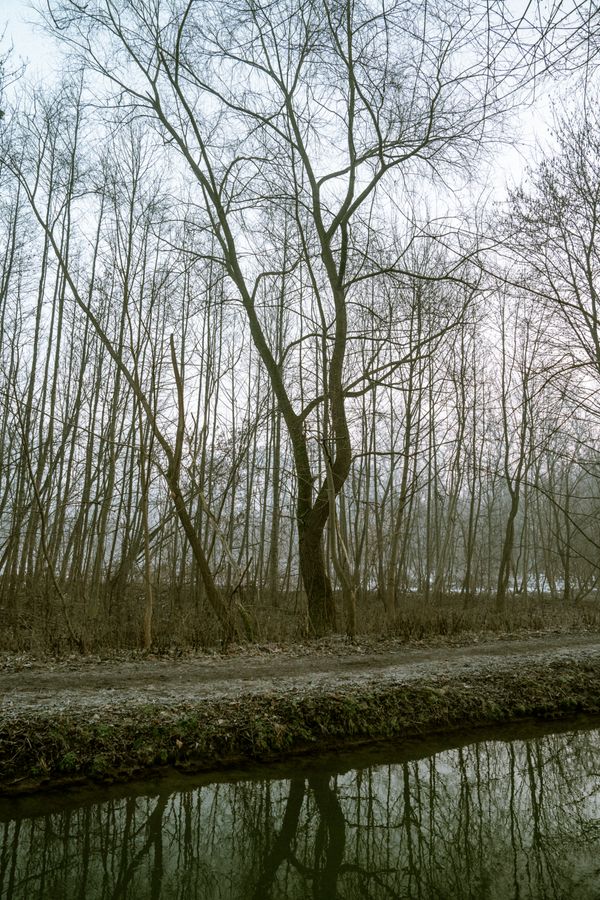 Tree Line Photos, Download The BEST Free Tree Line Stock Photos & HD Images