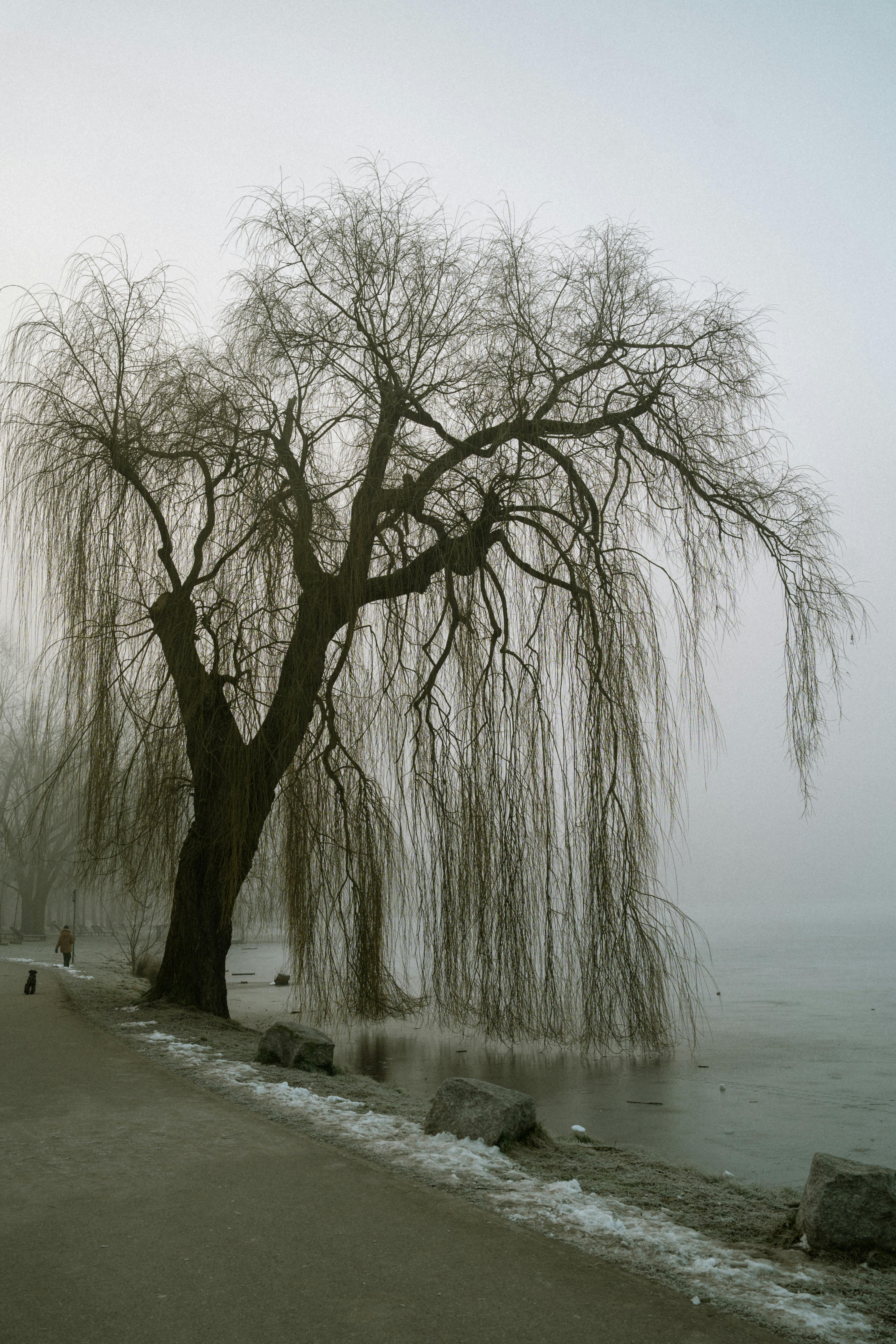 Moody Winter Scene of Leafless Weeping Willow · Free Stock Photo