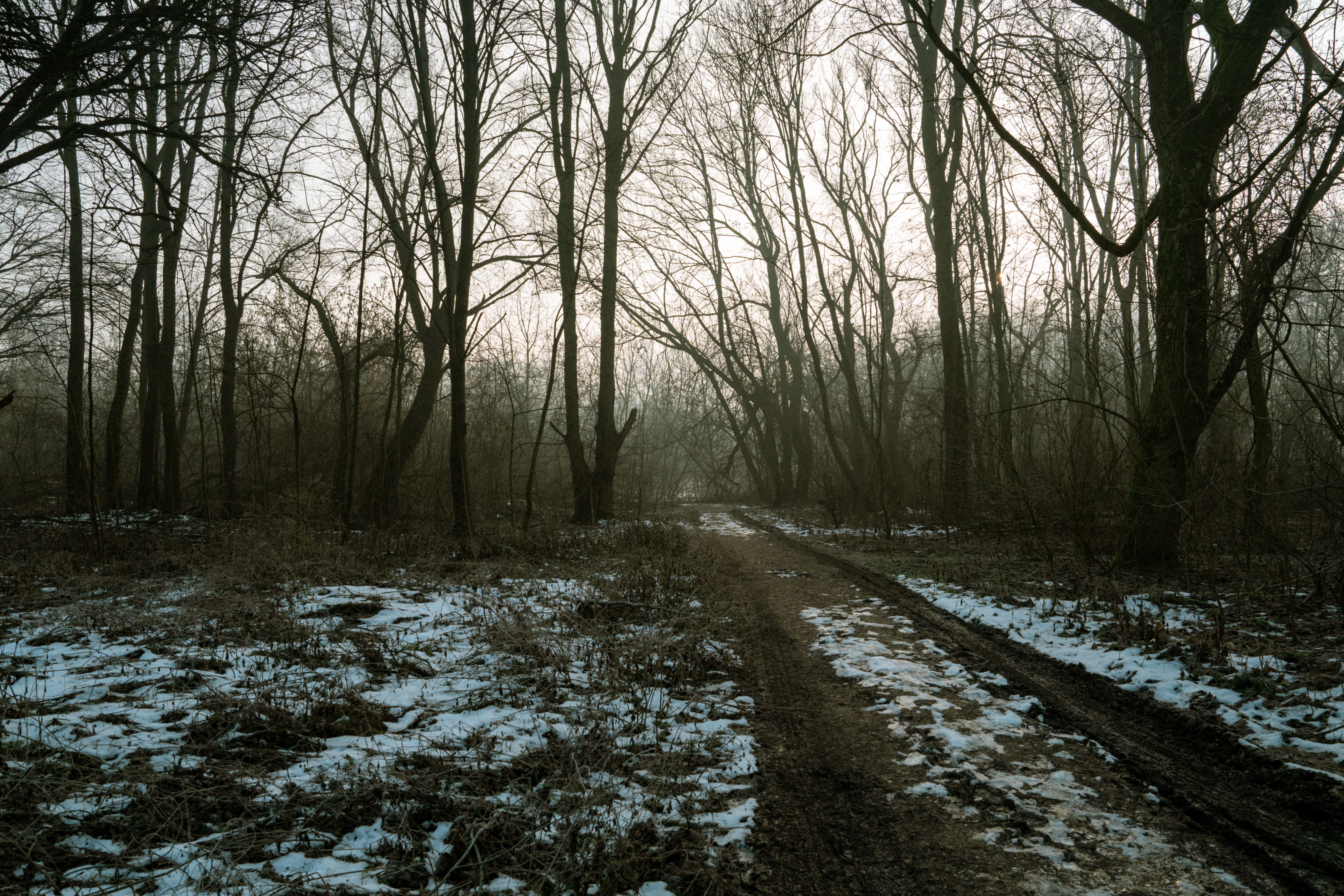 Misty Winter Forest with Bare Trees and Snow · Free Stock Photo