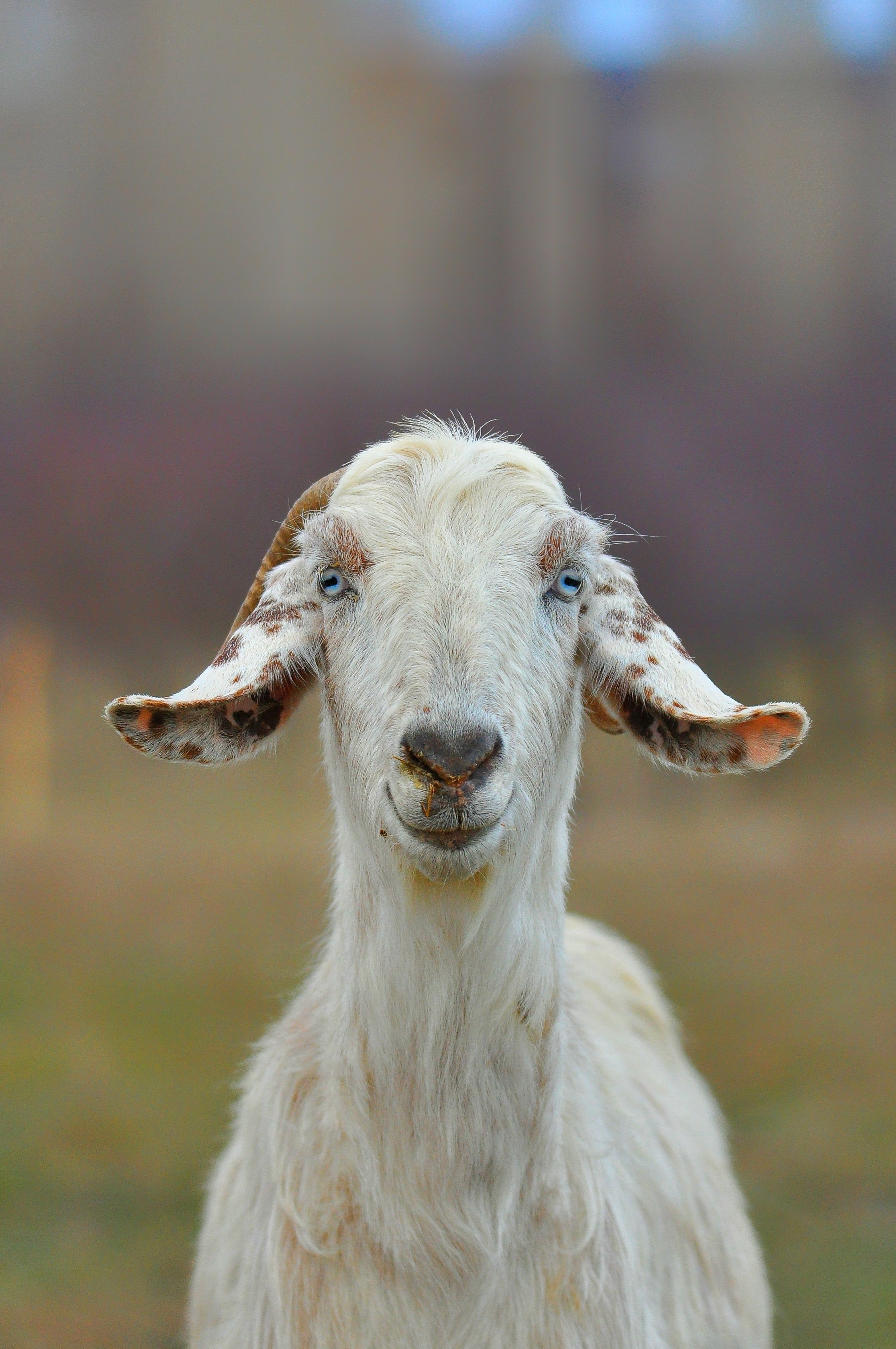 Close-up Portrait of a White Goat Outdoors · Free Stock Photo