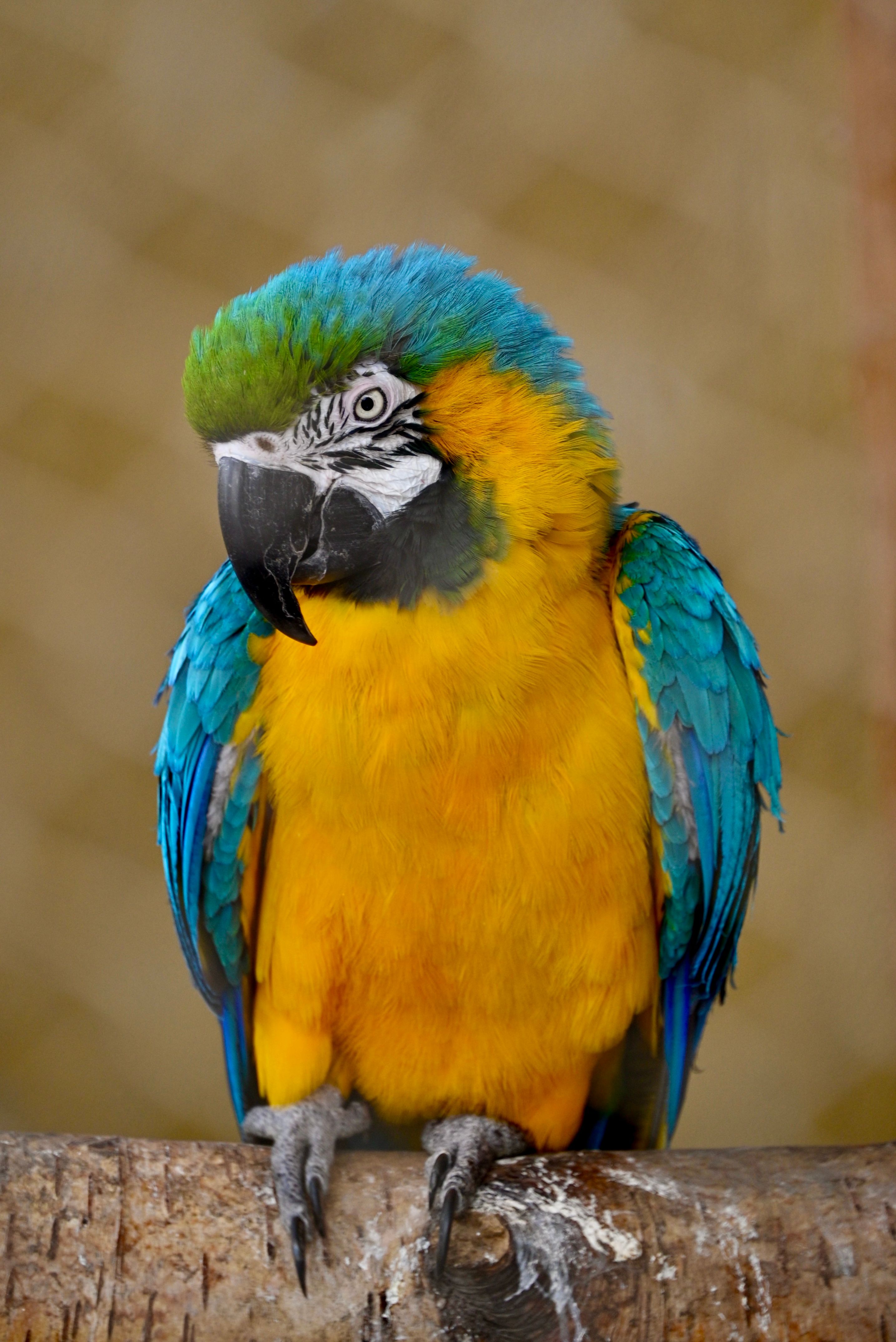 Close-up photo of a blue and yellow macaw parrot · Free Stock Photo