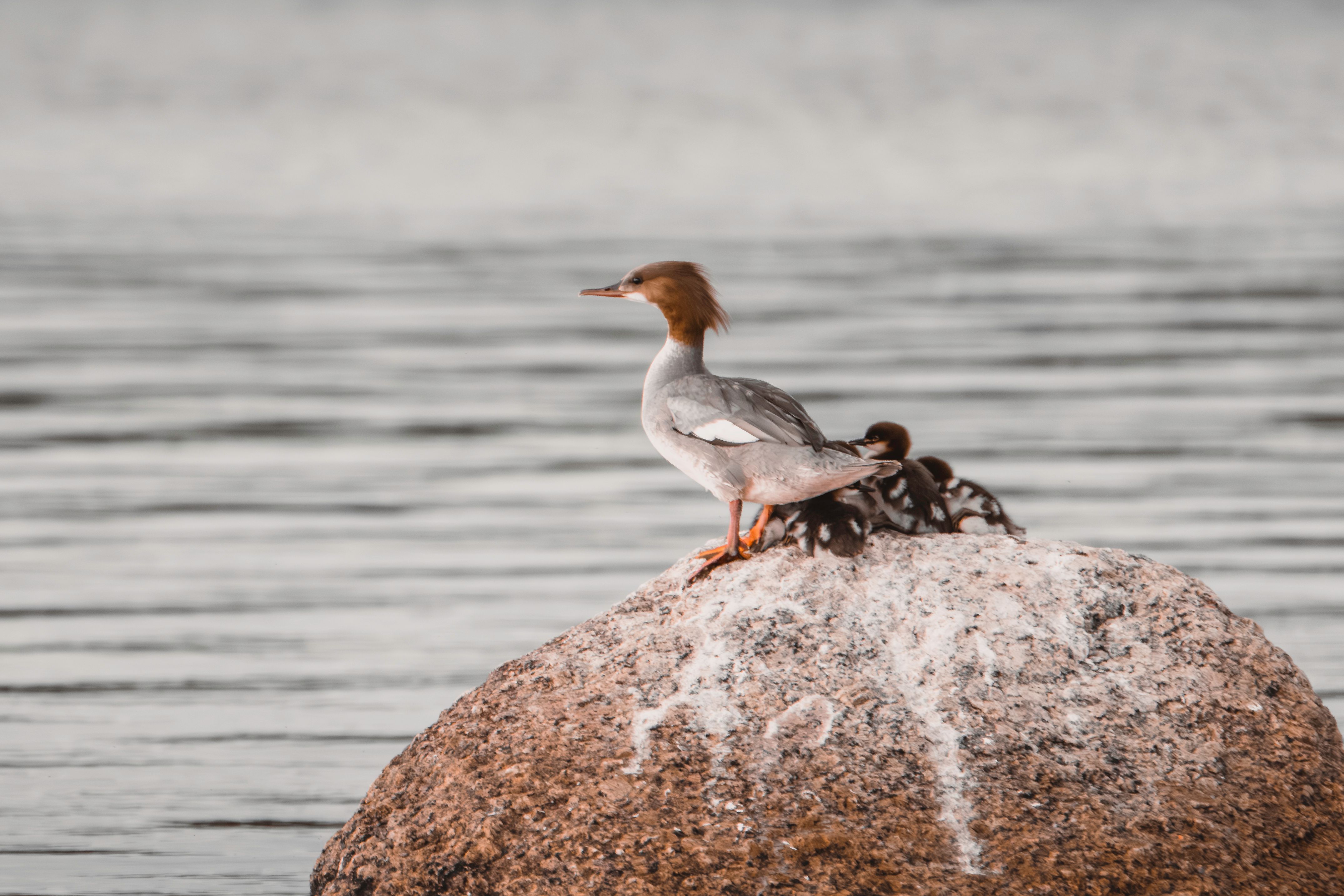 Merganser Family on Rock by Serene Lake · Free Stock Photo