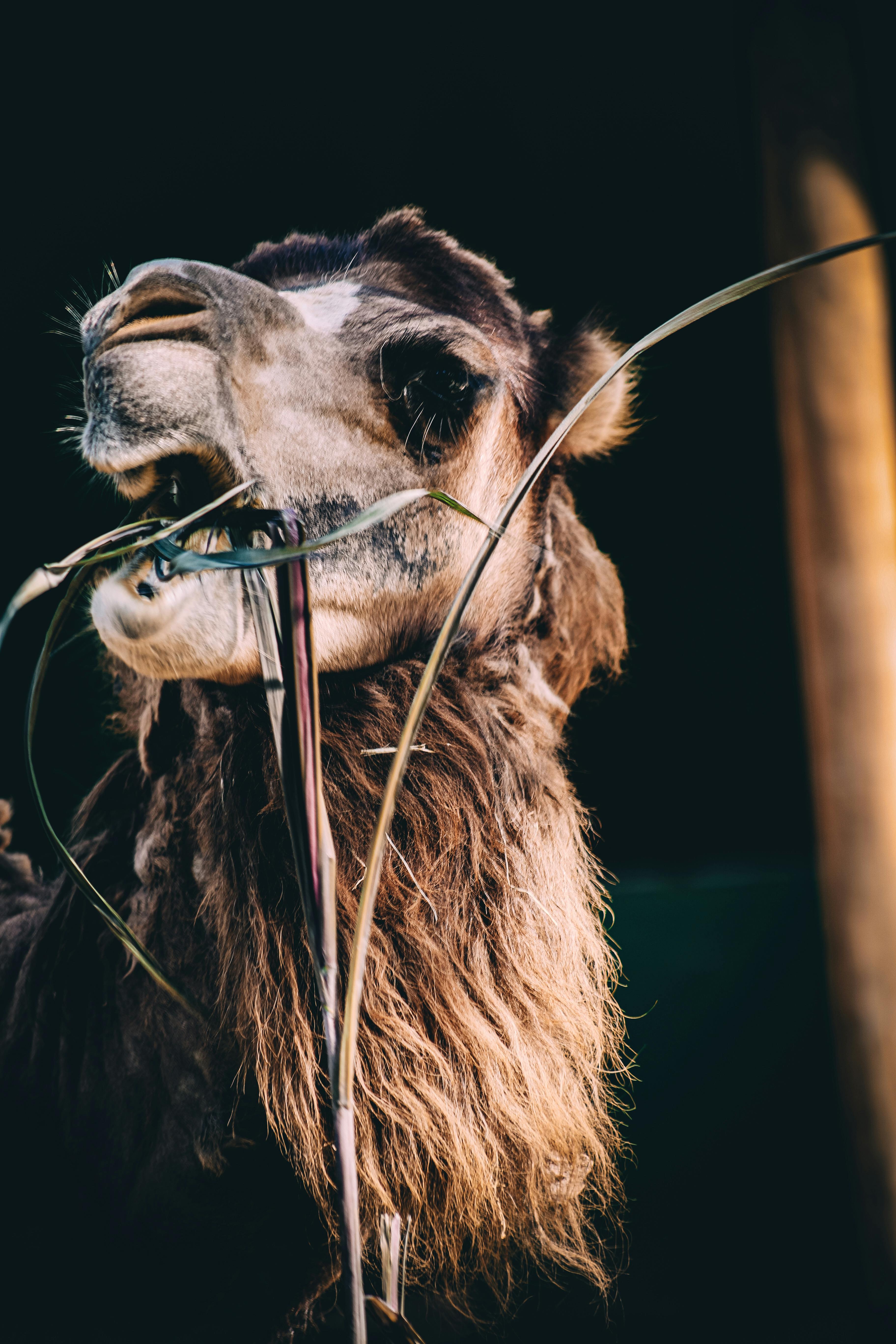 Camel Eating Photos, Download The BEST Free Camel Eating Stock Photos ...