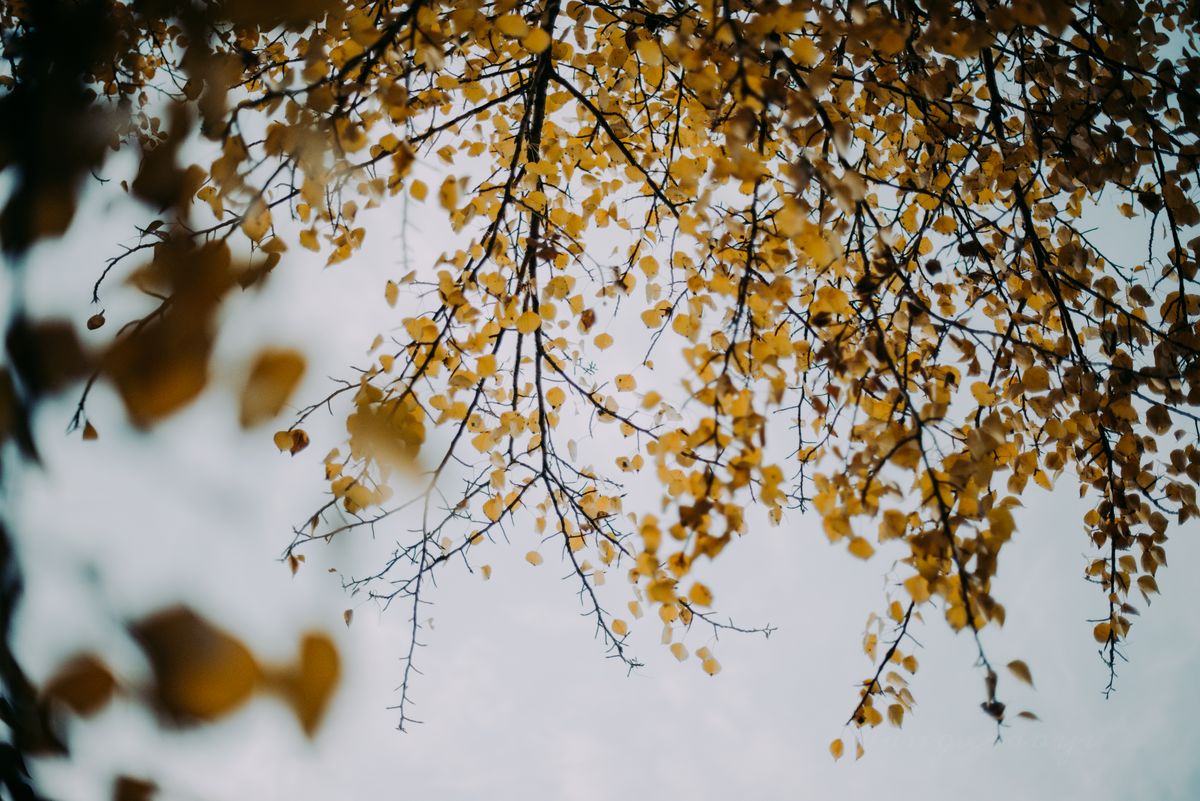 Tree Branches And Leaves Photos, Download The BEST Free Tree Branches ...