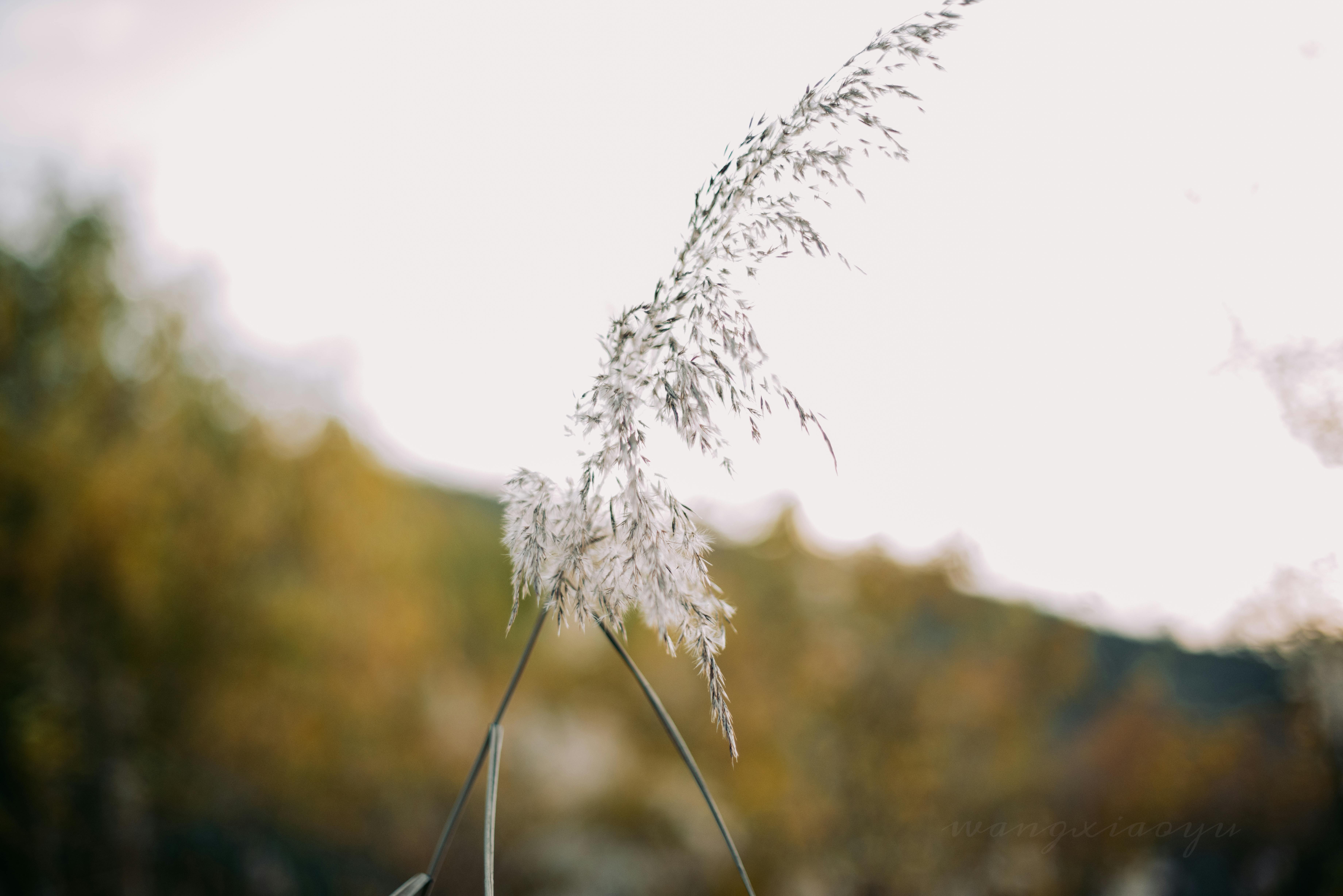 Ruang Stem Photos, Download The BEST Free Ruang Stem Stock Photos & HD ...