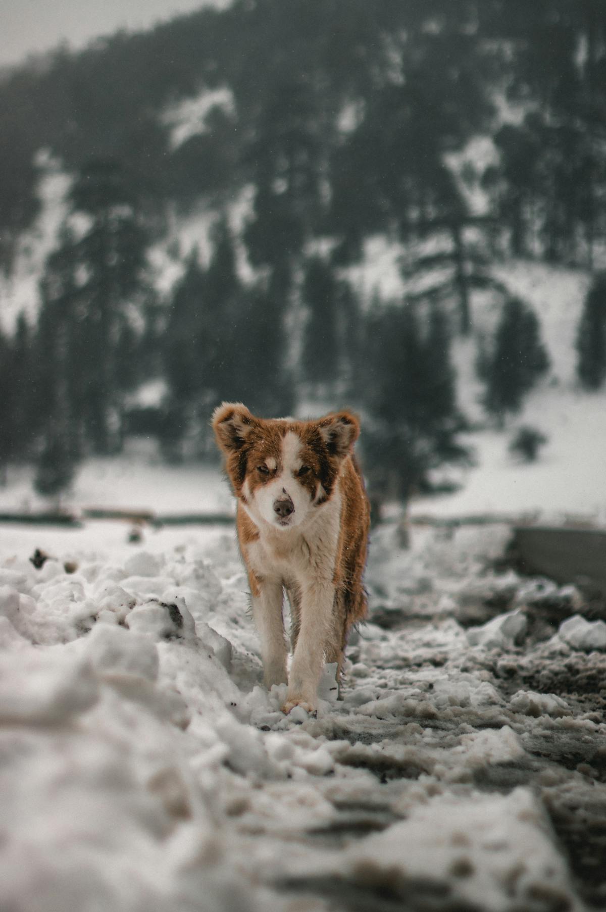 Cold Landscape Photos, Download The BEST Free Cold Landscape Stock ...