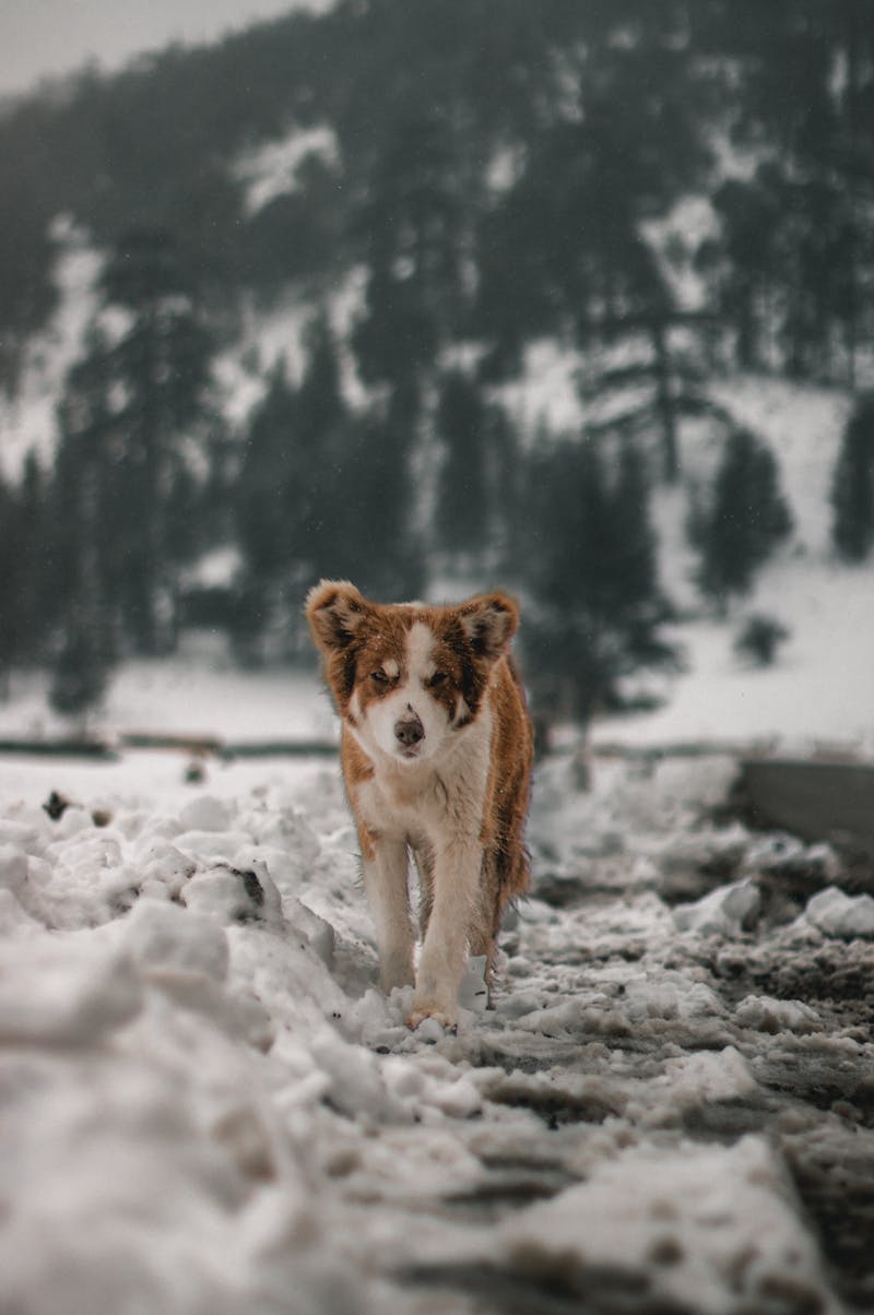 Cold Landscape Photos, Download The BEST Free Cold Landscape Stock ...