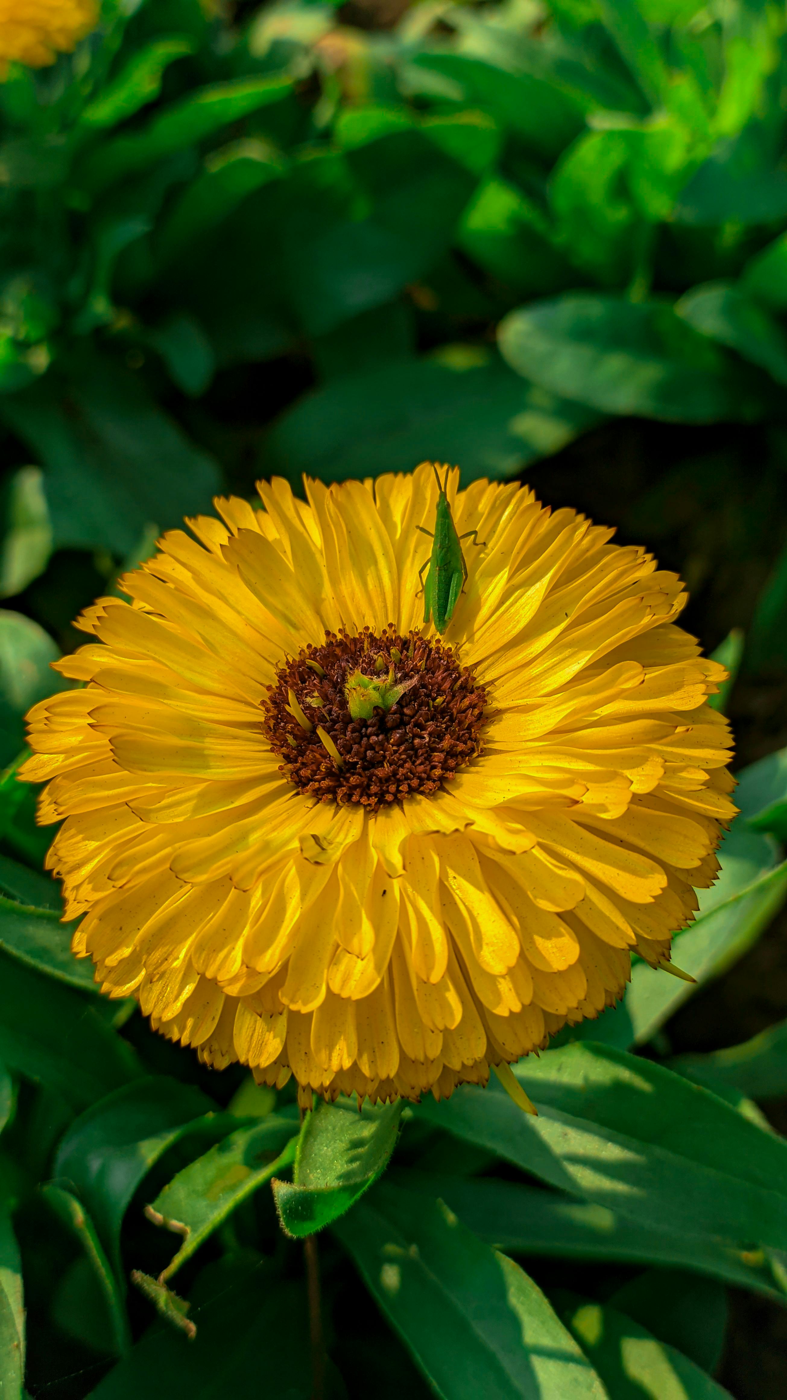 Calendula Balm Photos, Download The BEST Free Calendula Balm Stock ...