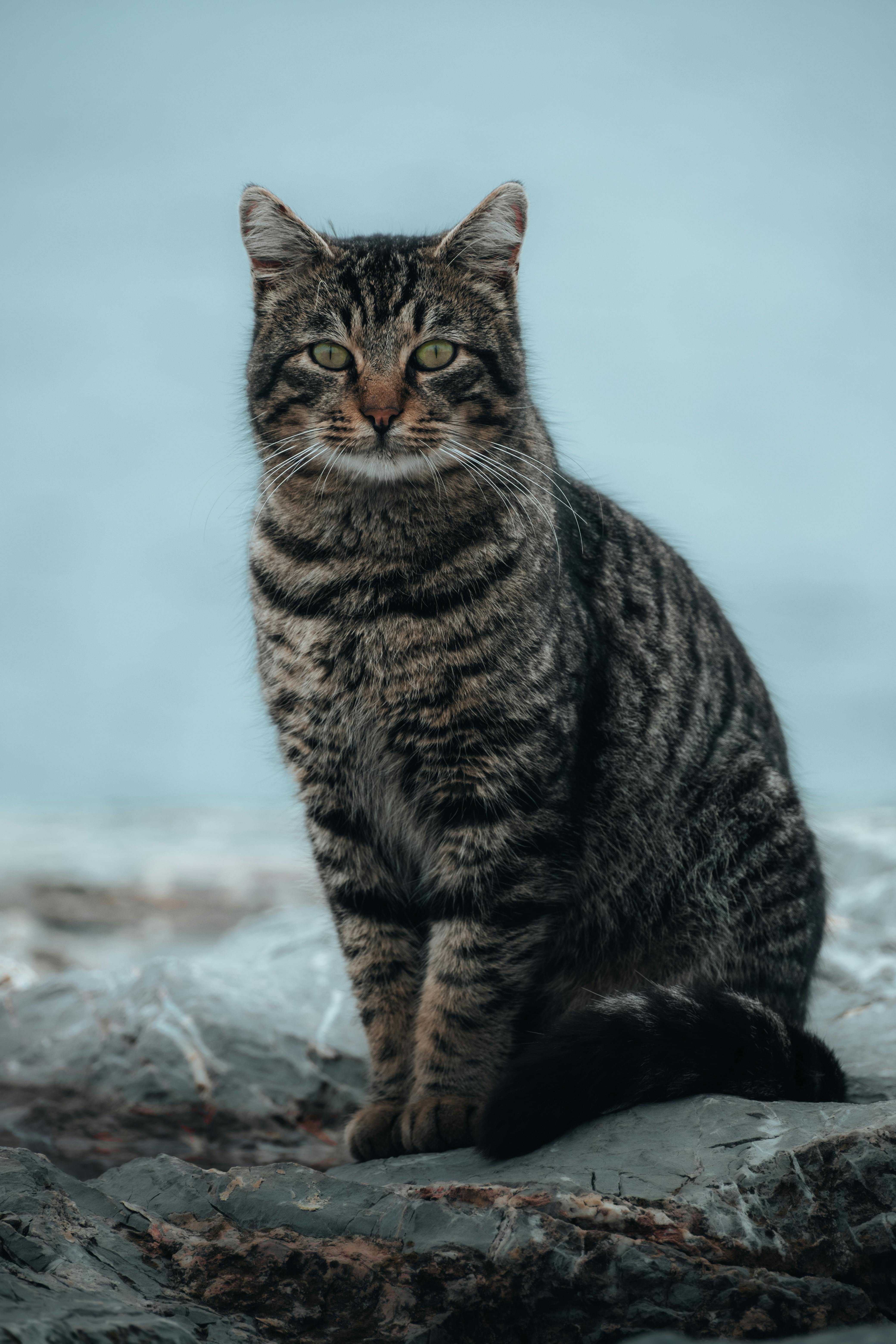 Close-Up Portrait of a Stray Tabby Cat · Free Stock Photo