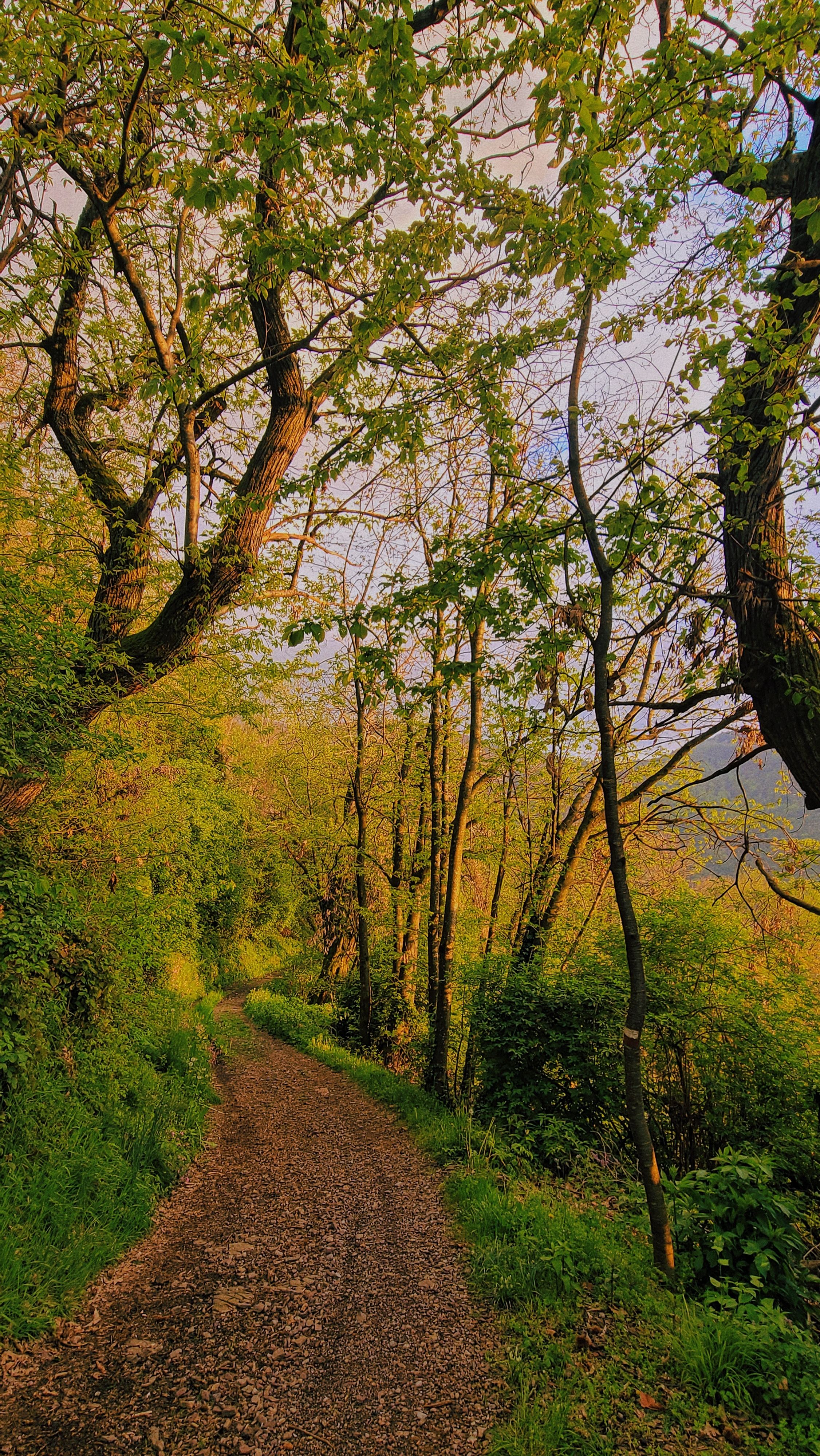 Scenic Forest Path in Lovere, Italy · Free Stock Photo