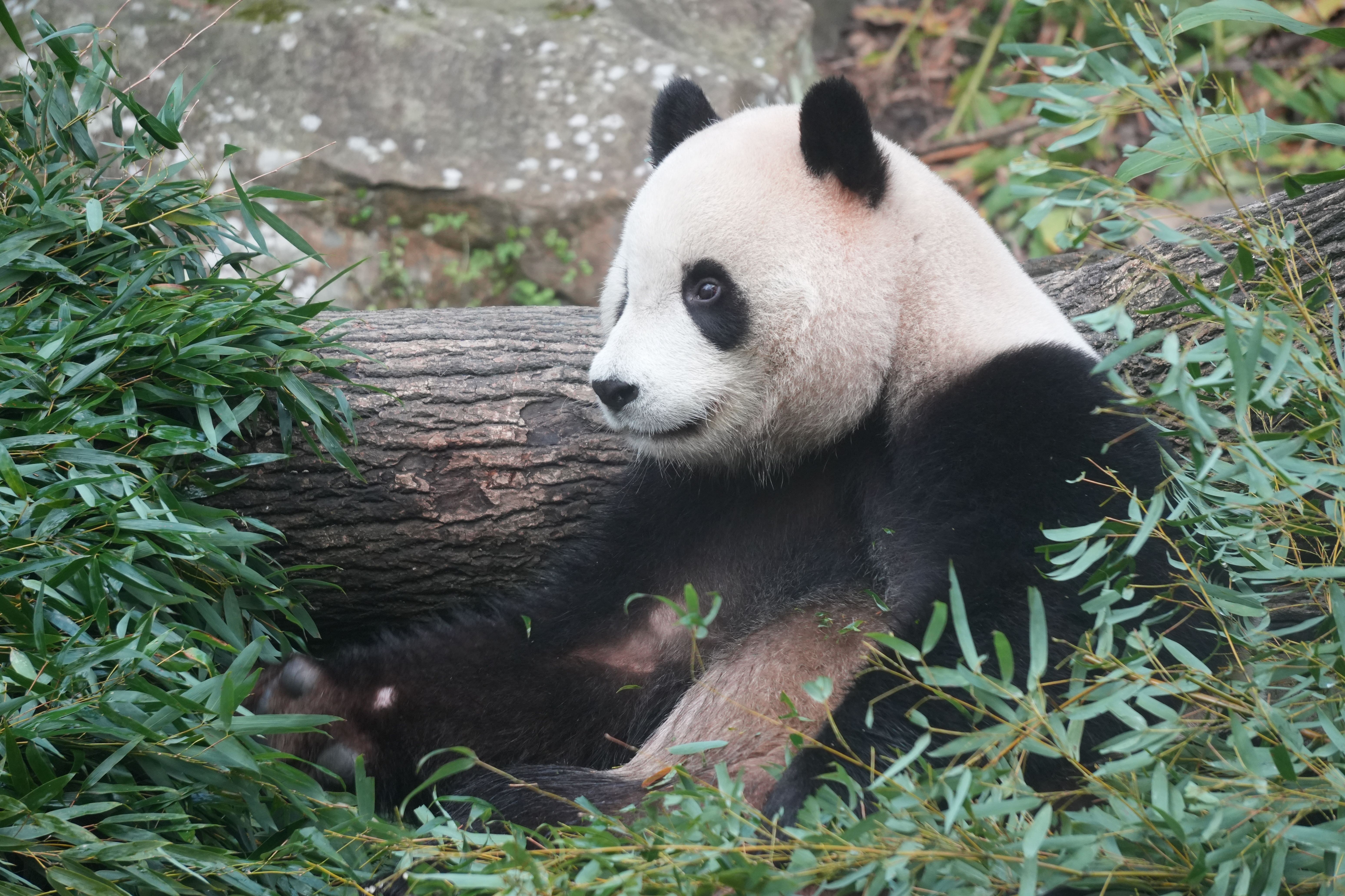 Giant Panda Relaxing in Bamboo Forest Habitat · Free Stock Photo