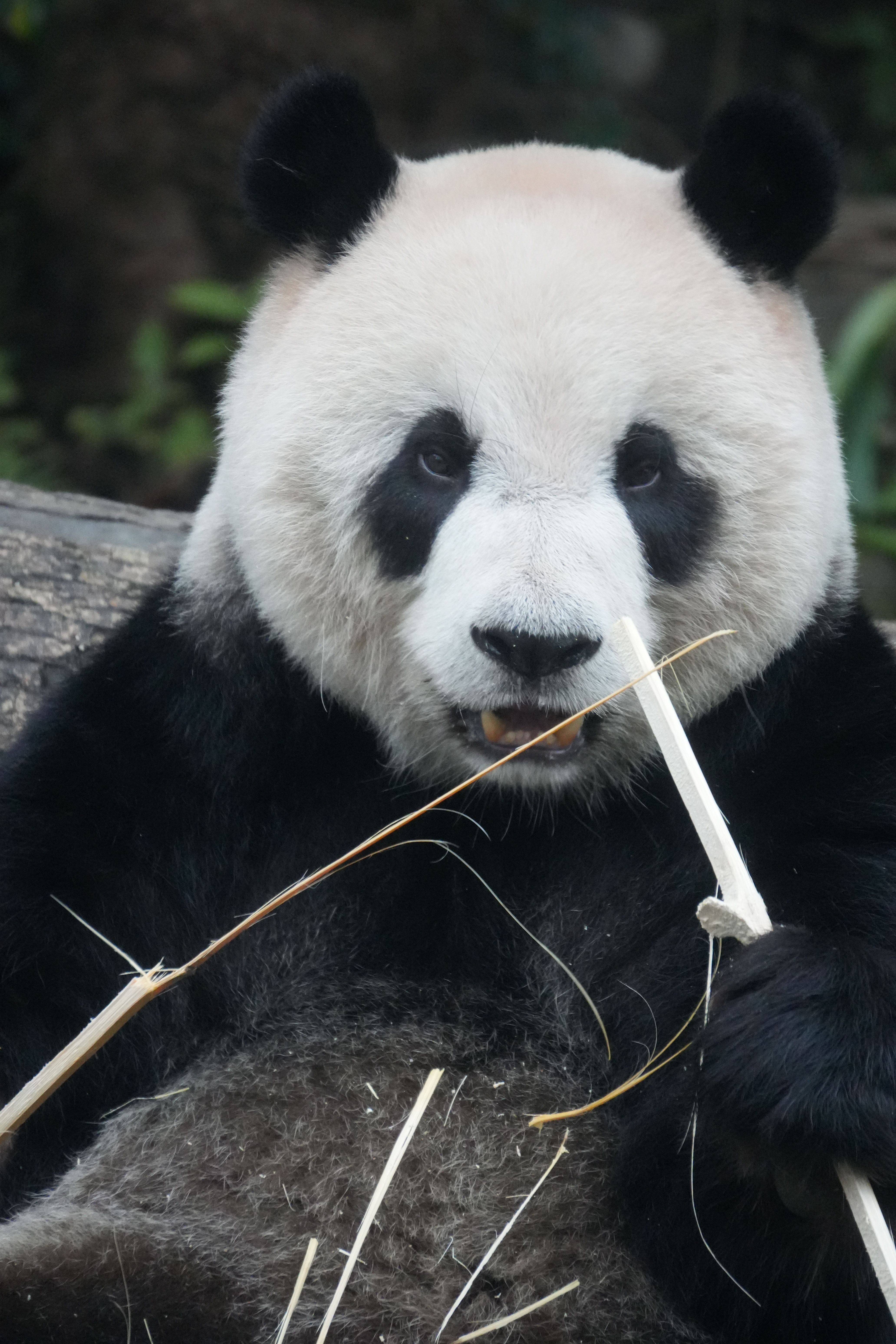 Giant Panda Eating Bamboo in Natural Habitat · Free Stock Photo