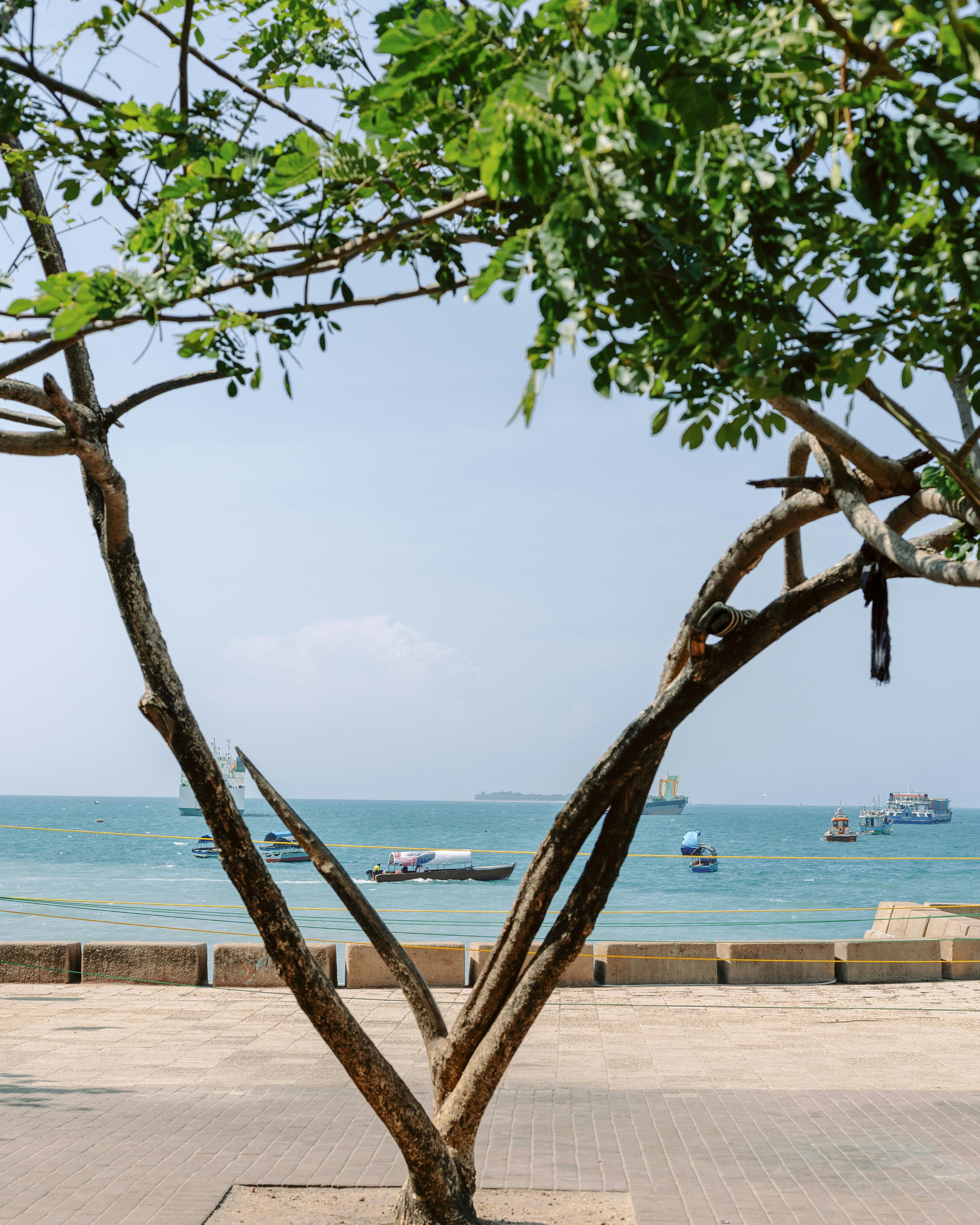 Beach Foliage Photos, Download The BEST Free Beach Foliage Stock Photos ...