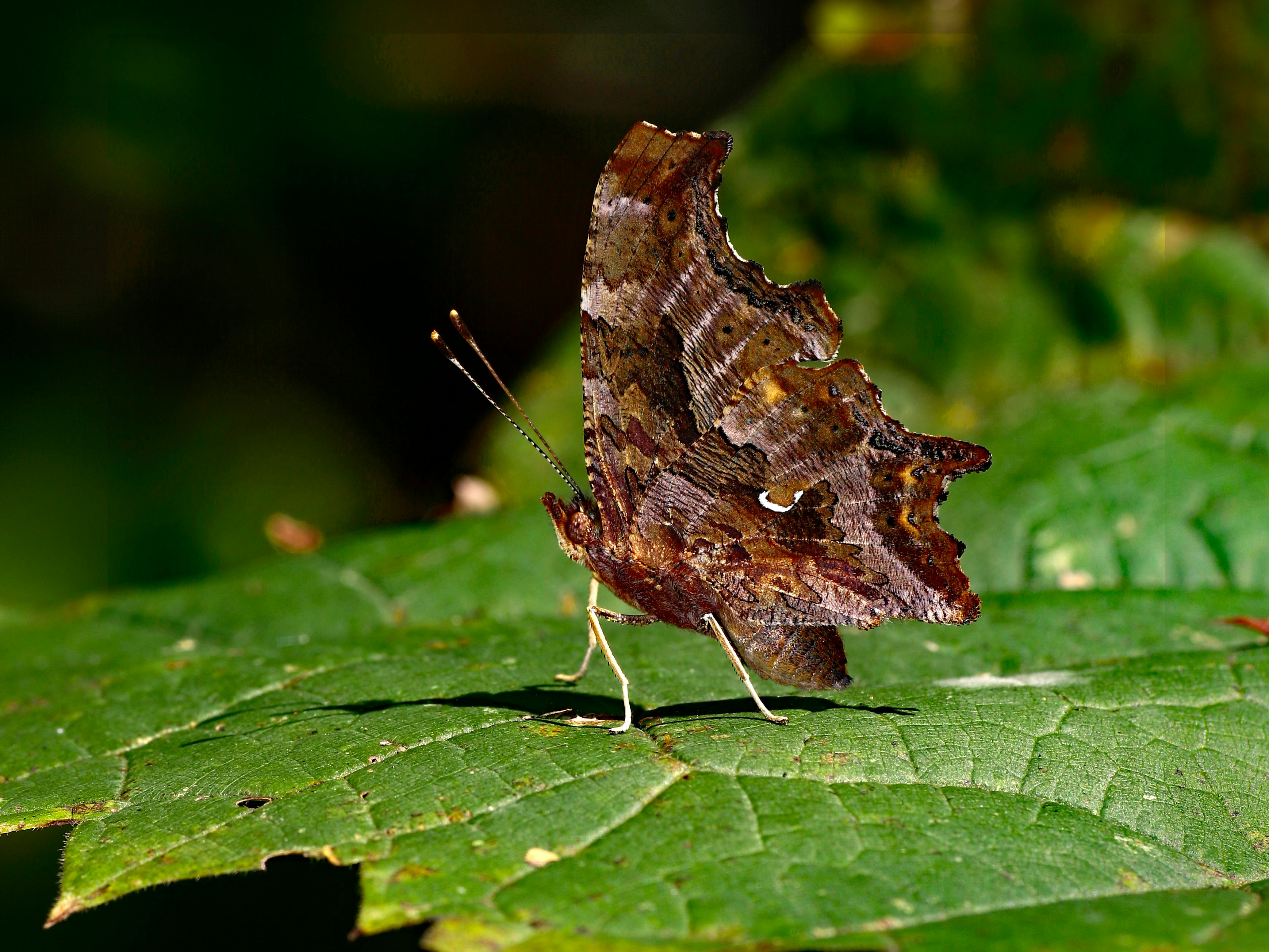Flutter Wing Photos, Download The BEST Free Flutter Wing Stock Photos ...