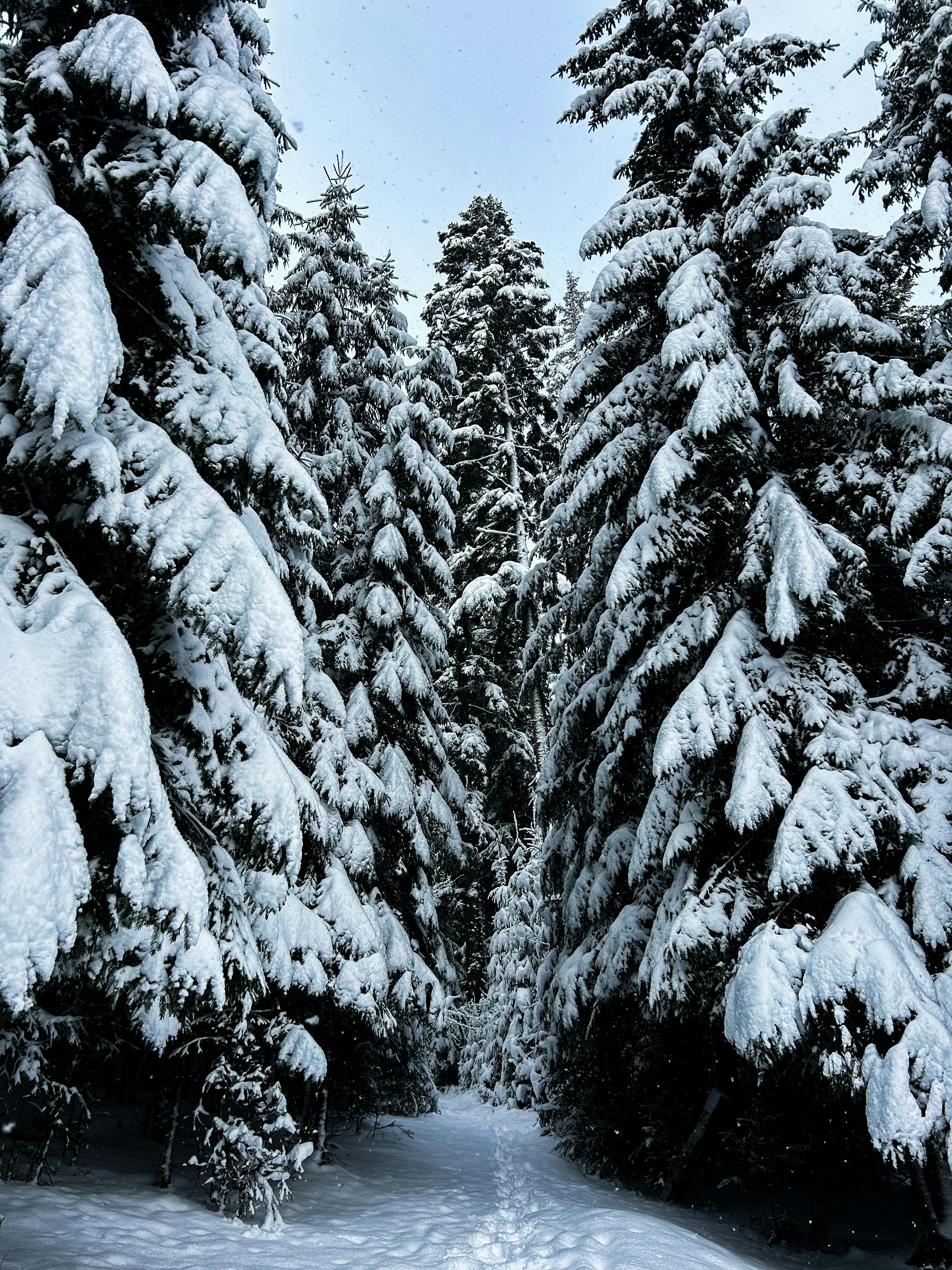 Imagine de stoc gratuită cu apă curgătoare, ape calme, arbori veșnic ...