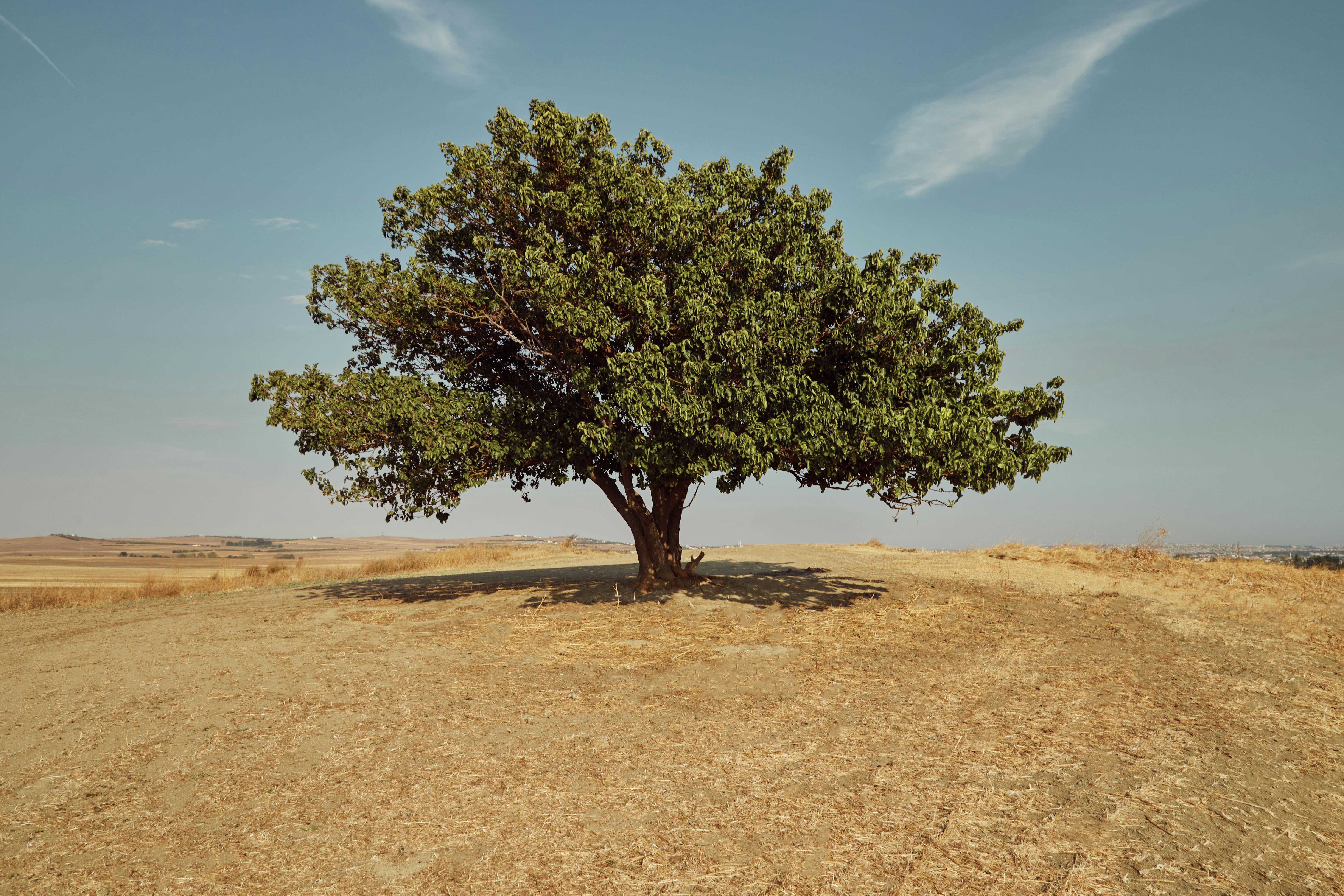 Beautiful Tree On Path Photos, Download The BEST Free Beautiful Tree On ...