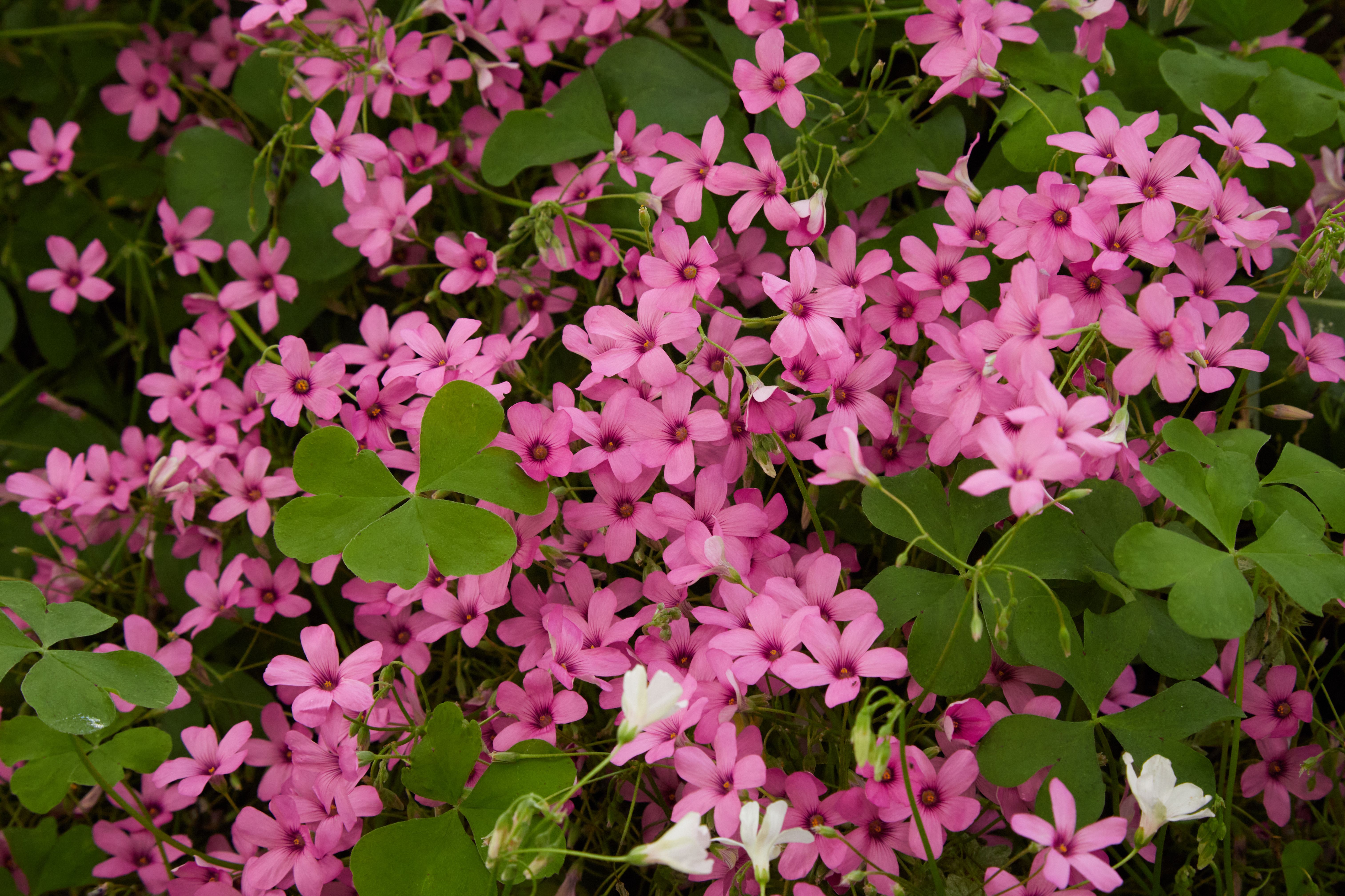 Clover Pay Photos, Download The BEST Free Clover Pay Stock Photos & HD ...