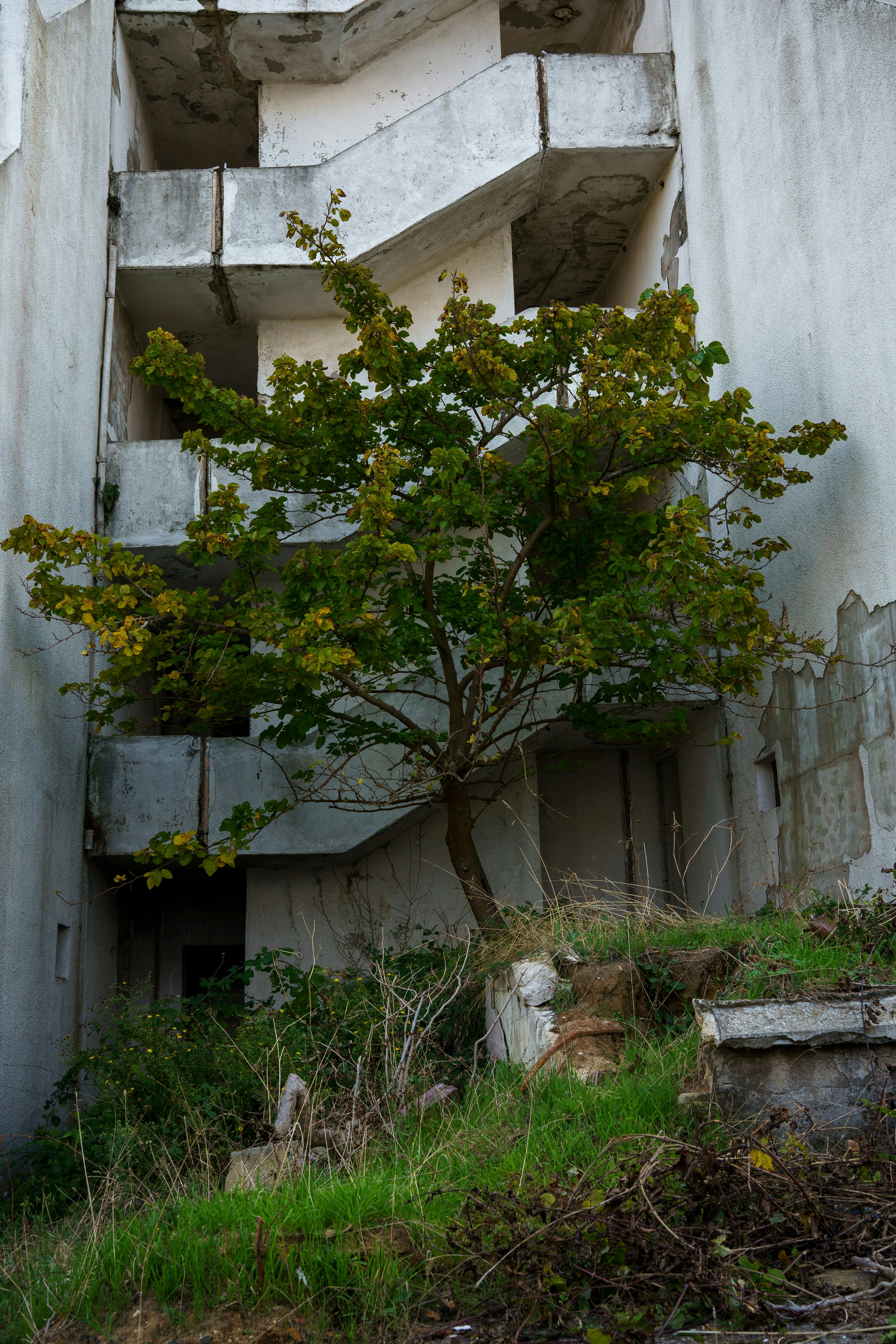Overgrown Concrete Photos, Download The BEST Free Overgrown Concrete ...