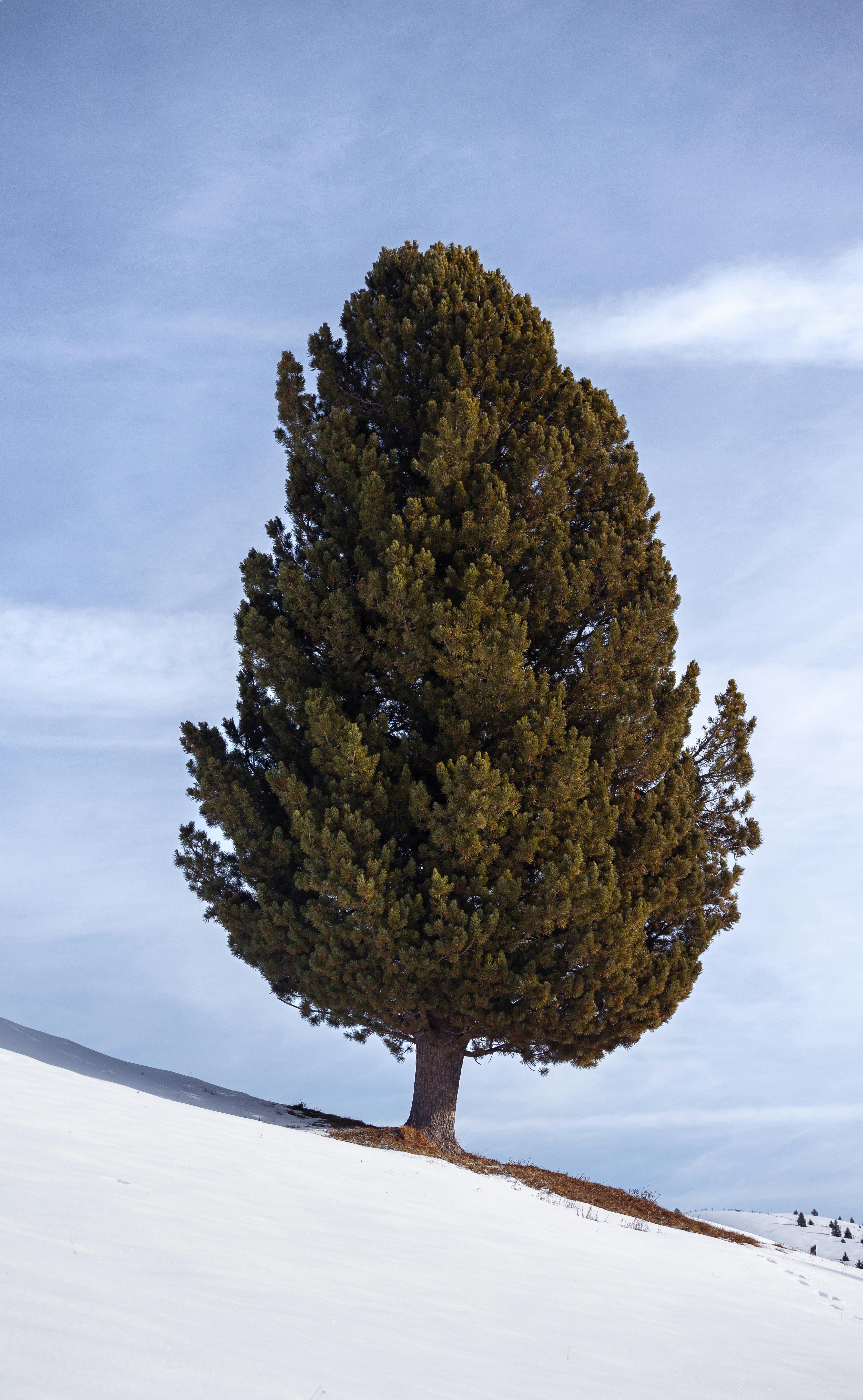 Tree Growing On Mountain Photos, Download The BEST Free Tree Growing On ...