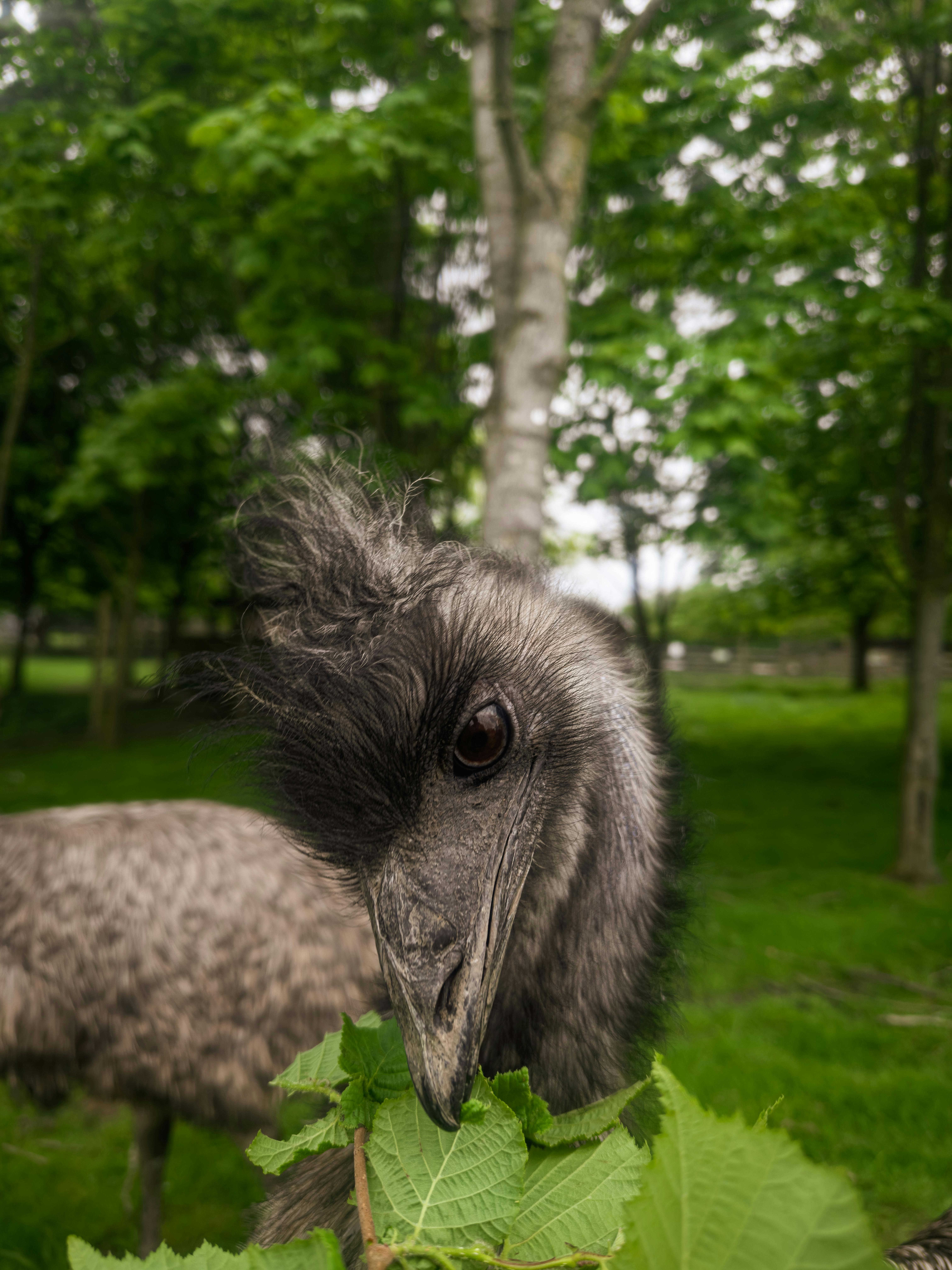 Close-up of Emu Peeking Behind Leaves in Forest · Free Stock Photo