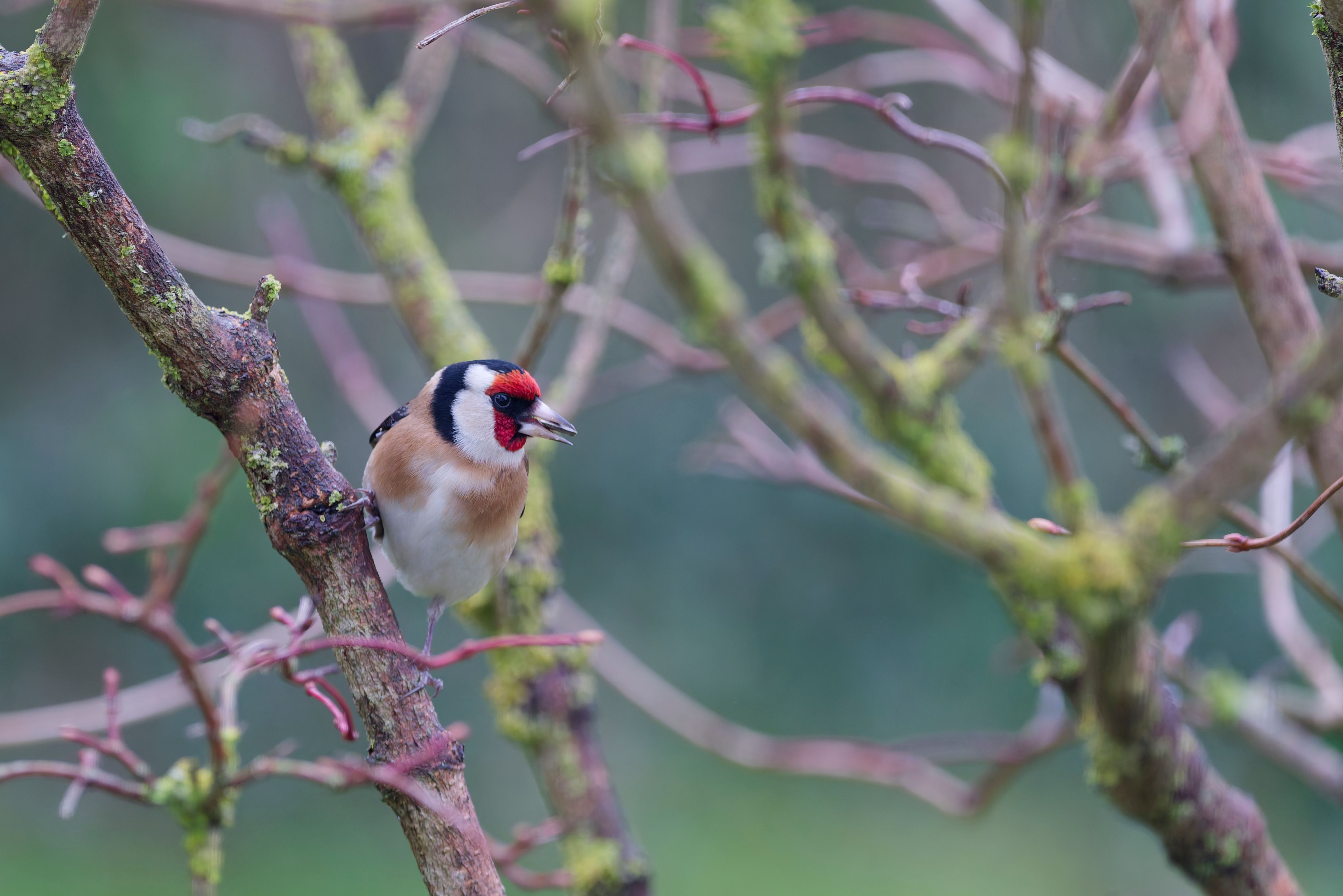 European Goldfinch on Mossy Branch in Spring · Free Stock Photo