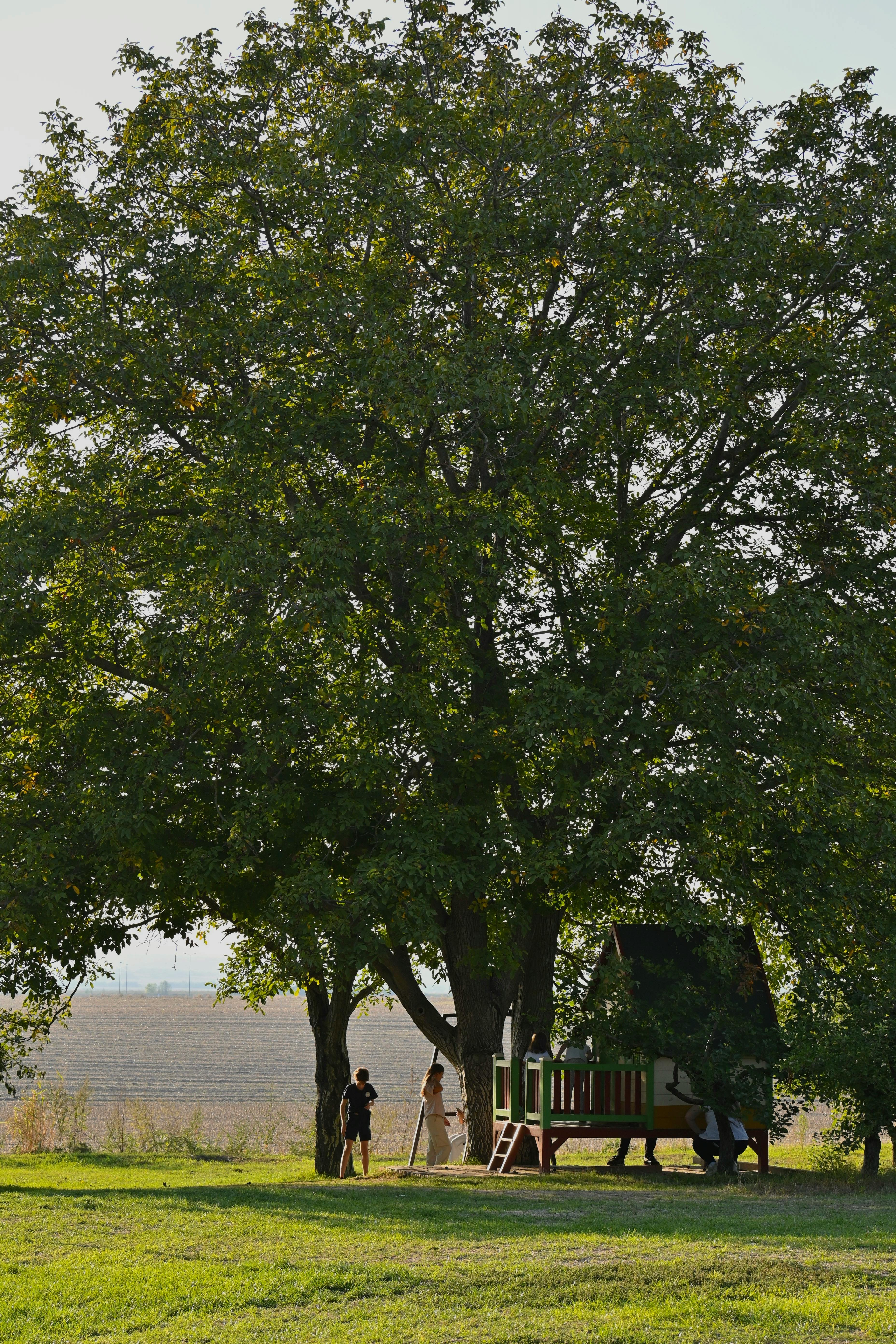 Large Tree with Kids Playing Outdoors in Summer · Free Stock Photo