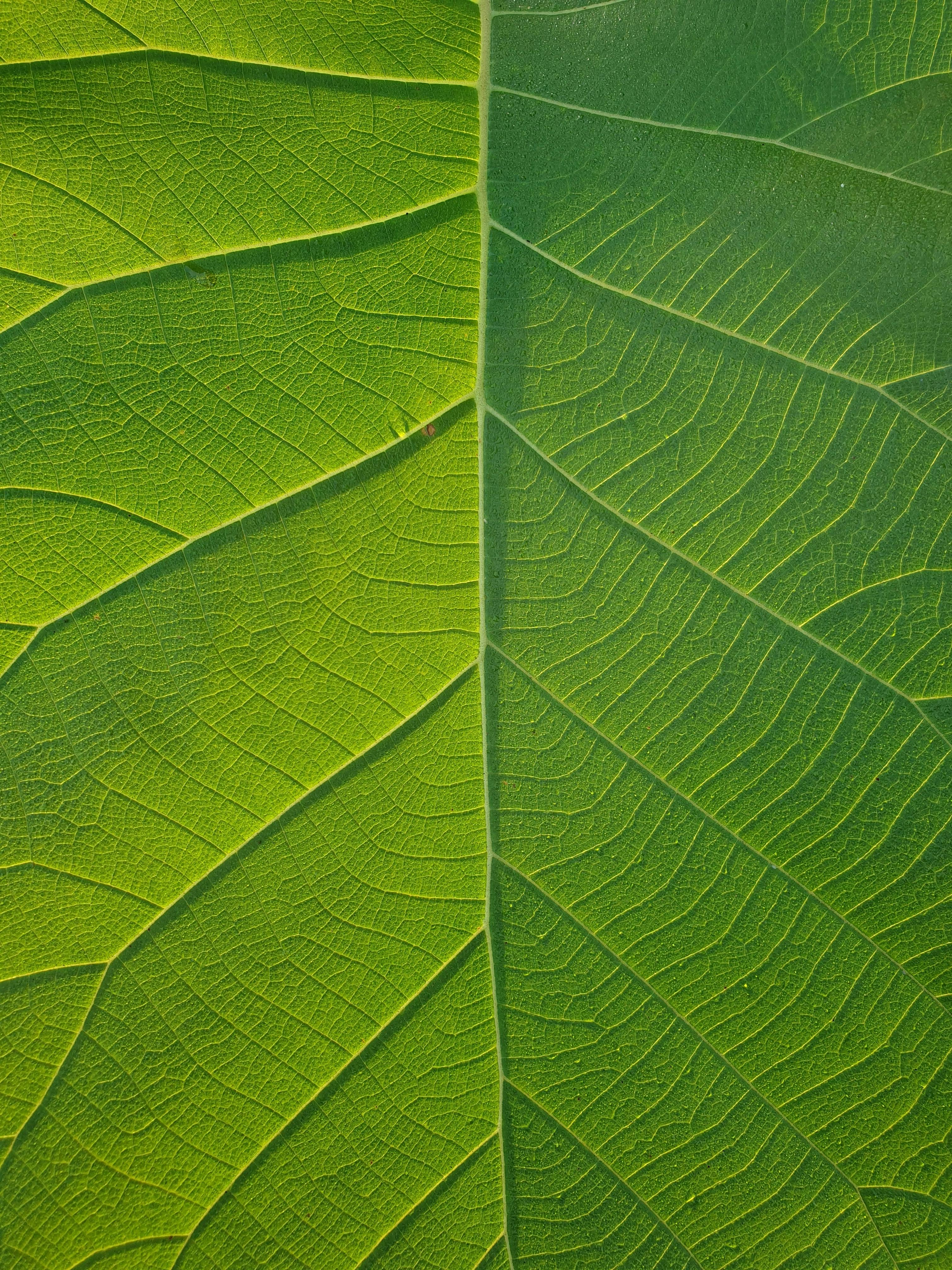 Close-Up of a Vibrant Green Leaf Veins Pattern · Free Stock Photo