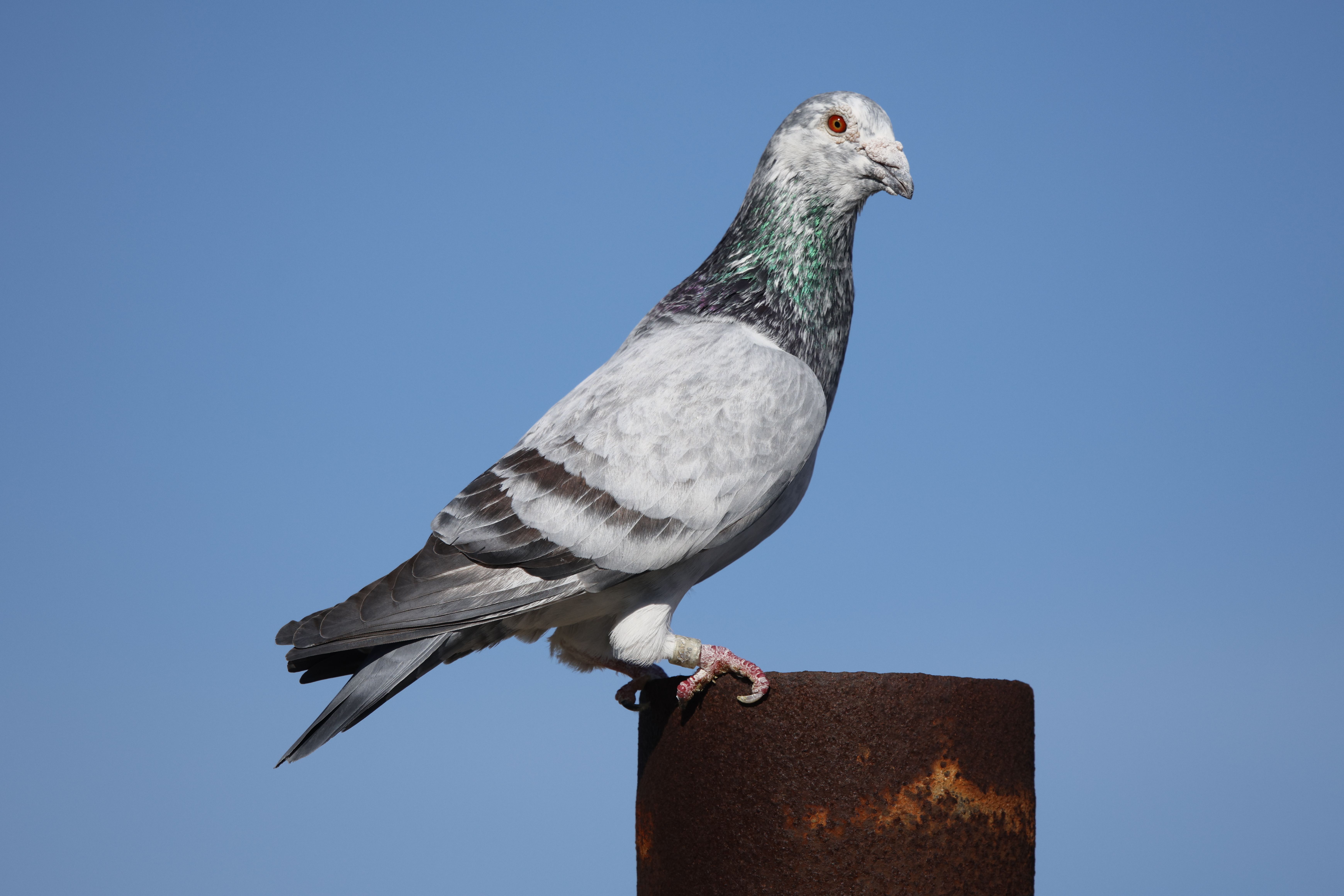 Close-up of Pigeon on Rusty Post Against Blue Sky · Free Stock Photo