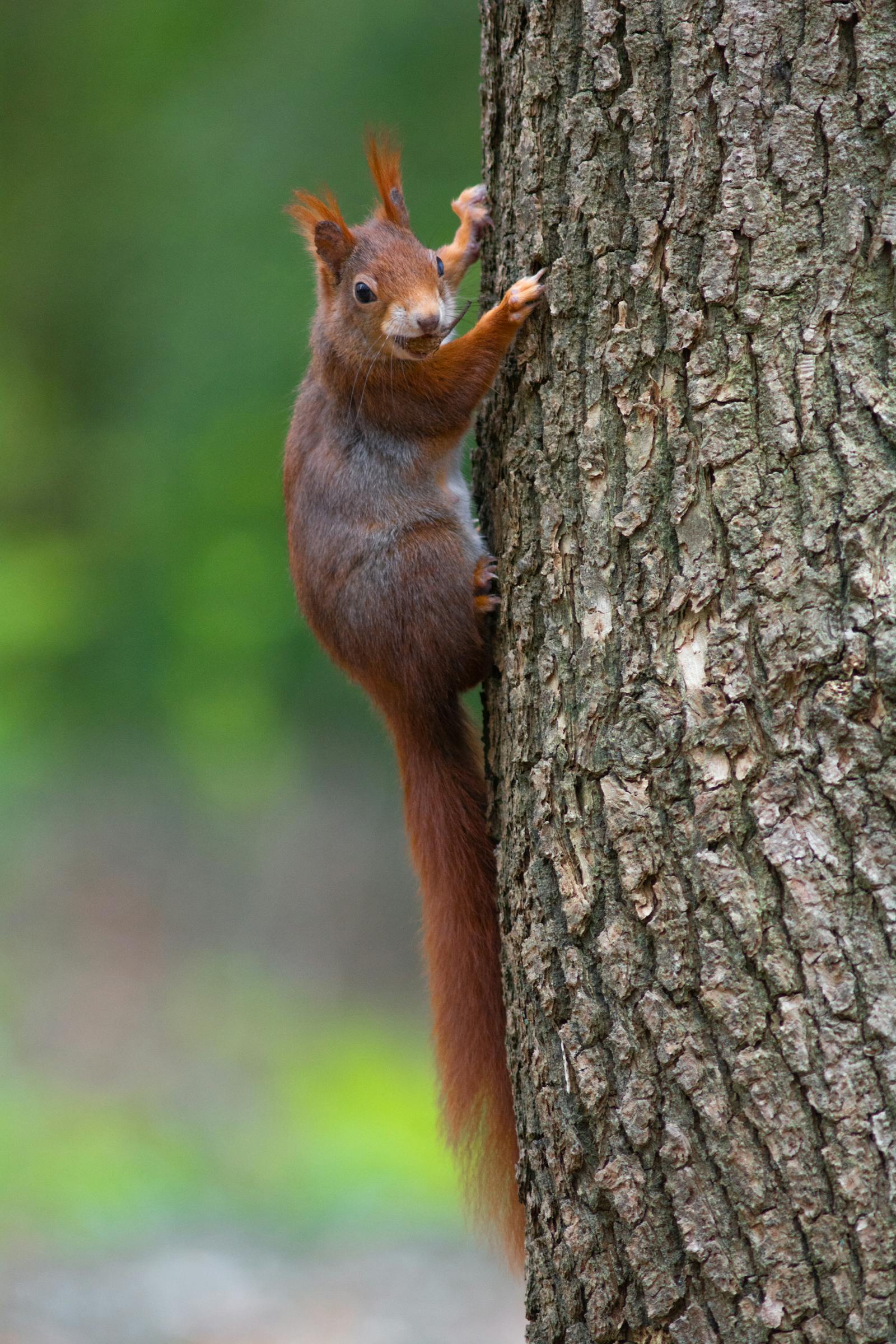 Squirrels Photos, Download The BEST Free Squirrels Stock Photos & HD Images