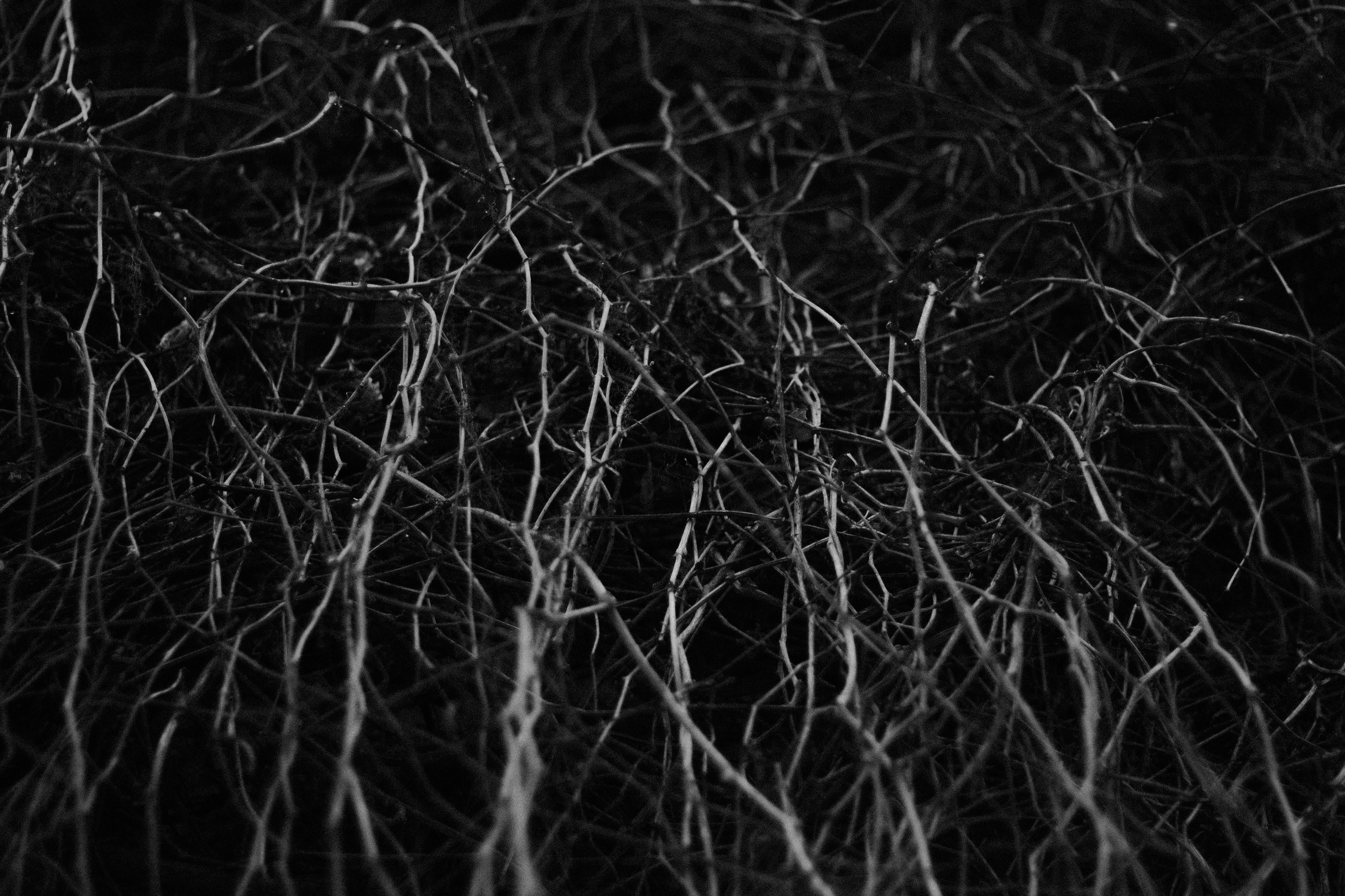 Abstract Black and White Tangle of Twigs · Free Stock Photo