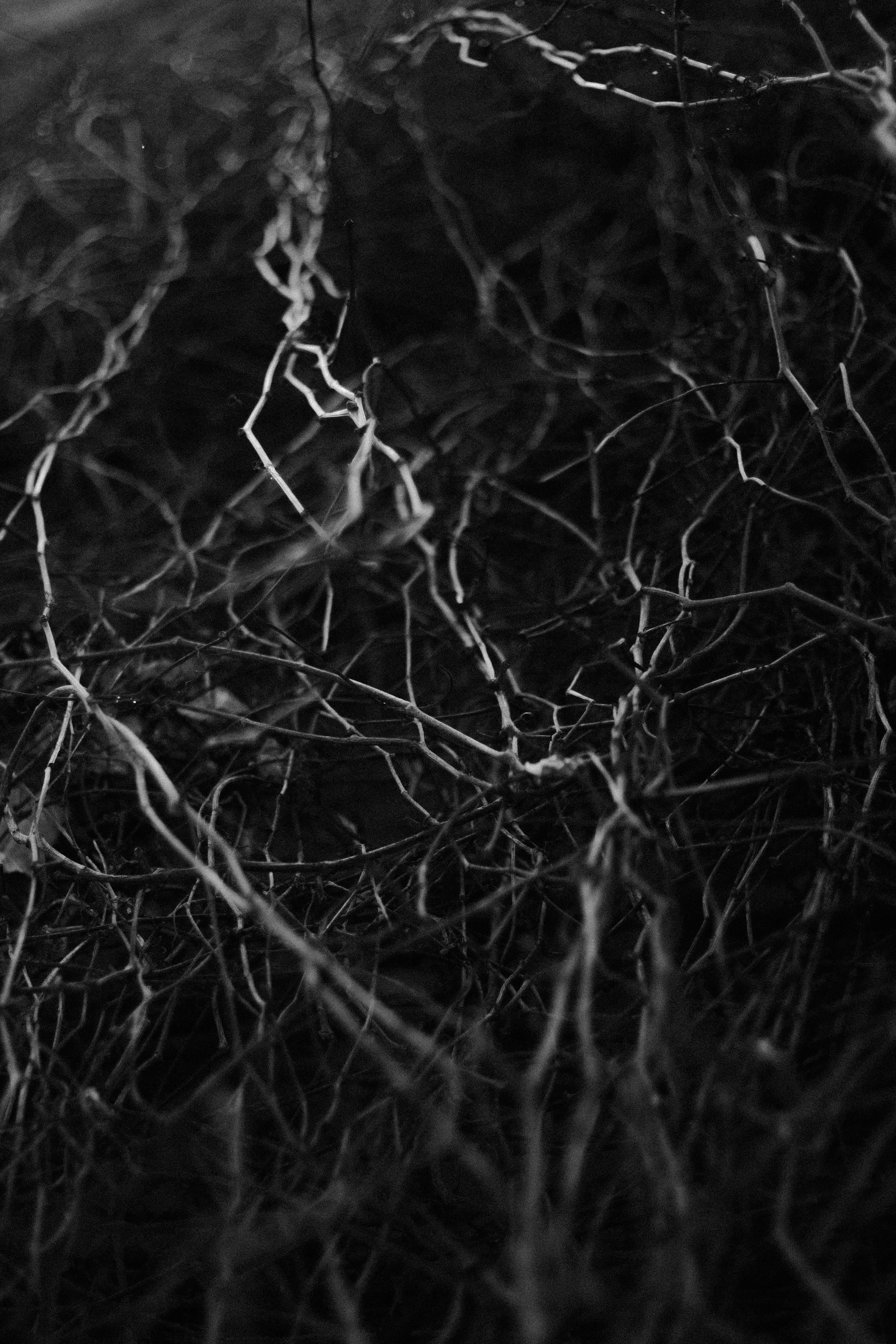 Abstract Black and White Tree Roots Pattern · Free Stock Photo