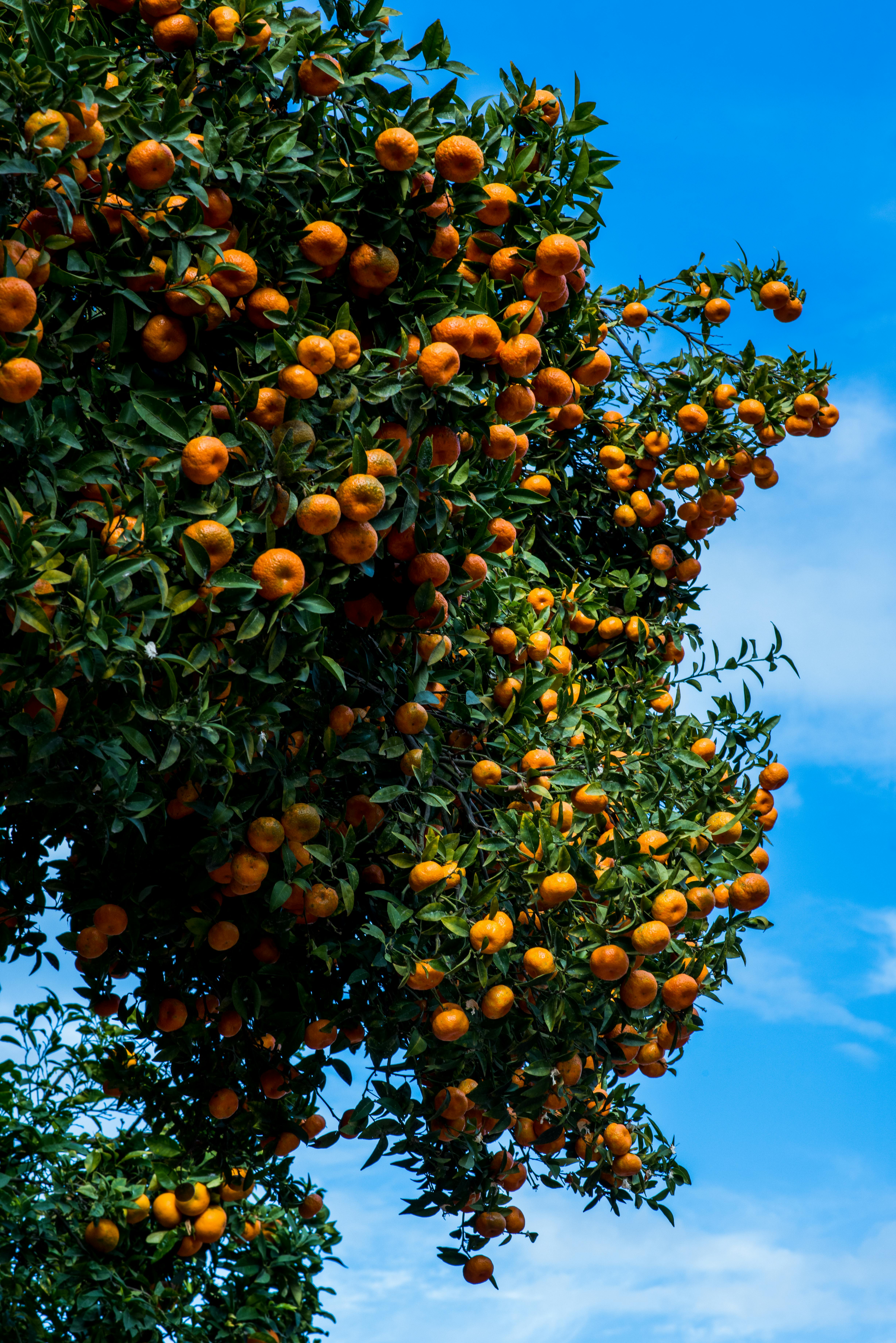 Orange Fruit Tree Without Background Photos, Download The BEST Free ...