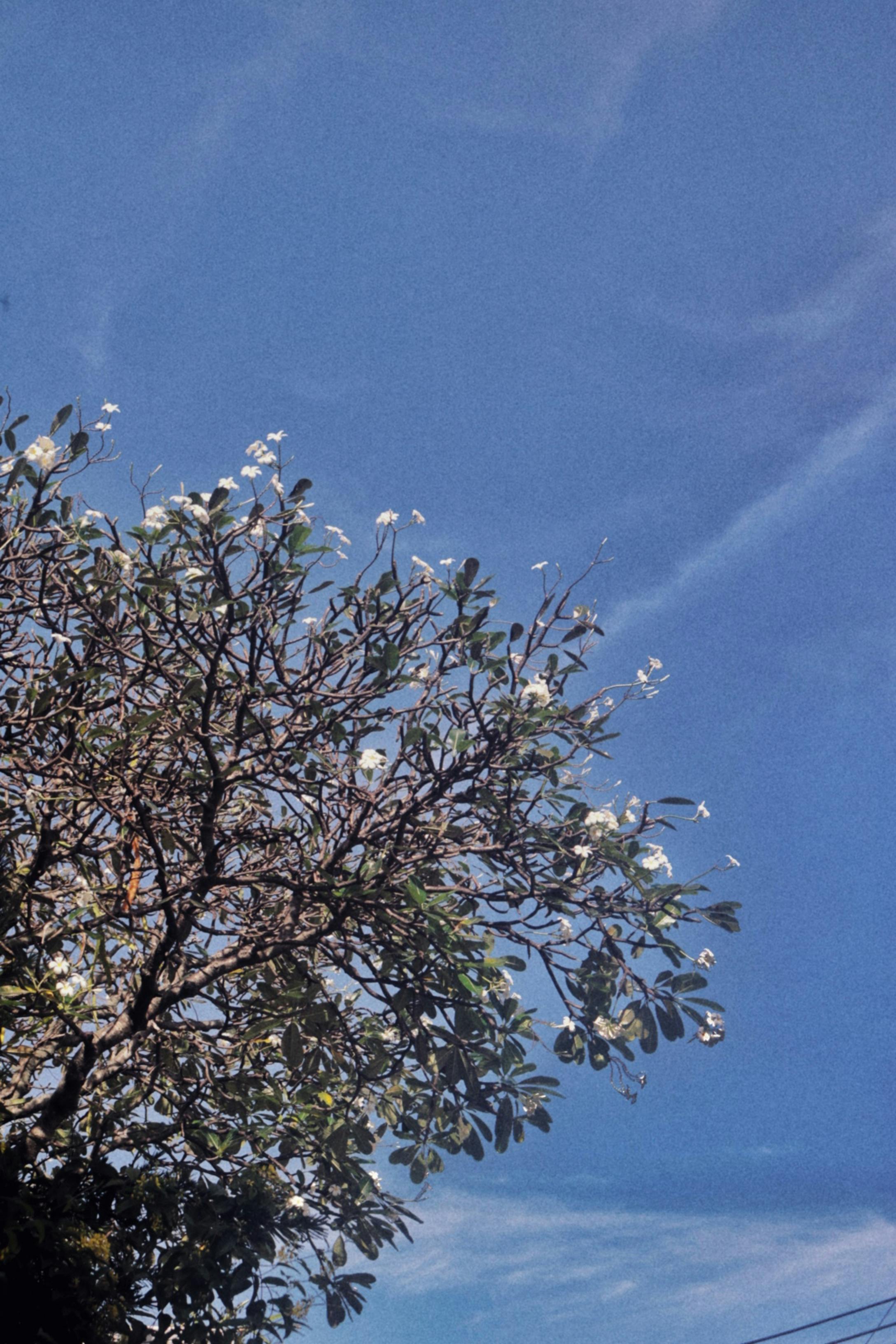 Blue Sky and Flowering Tree in Davao City · Free Stock Photo