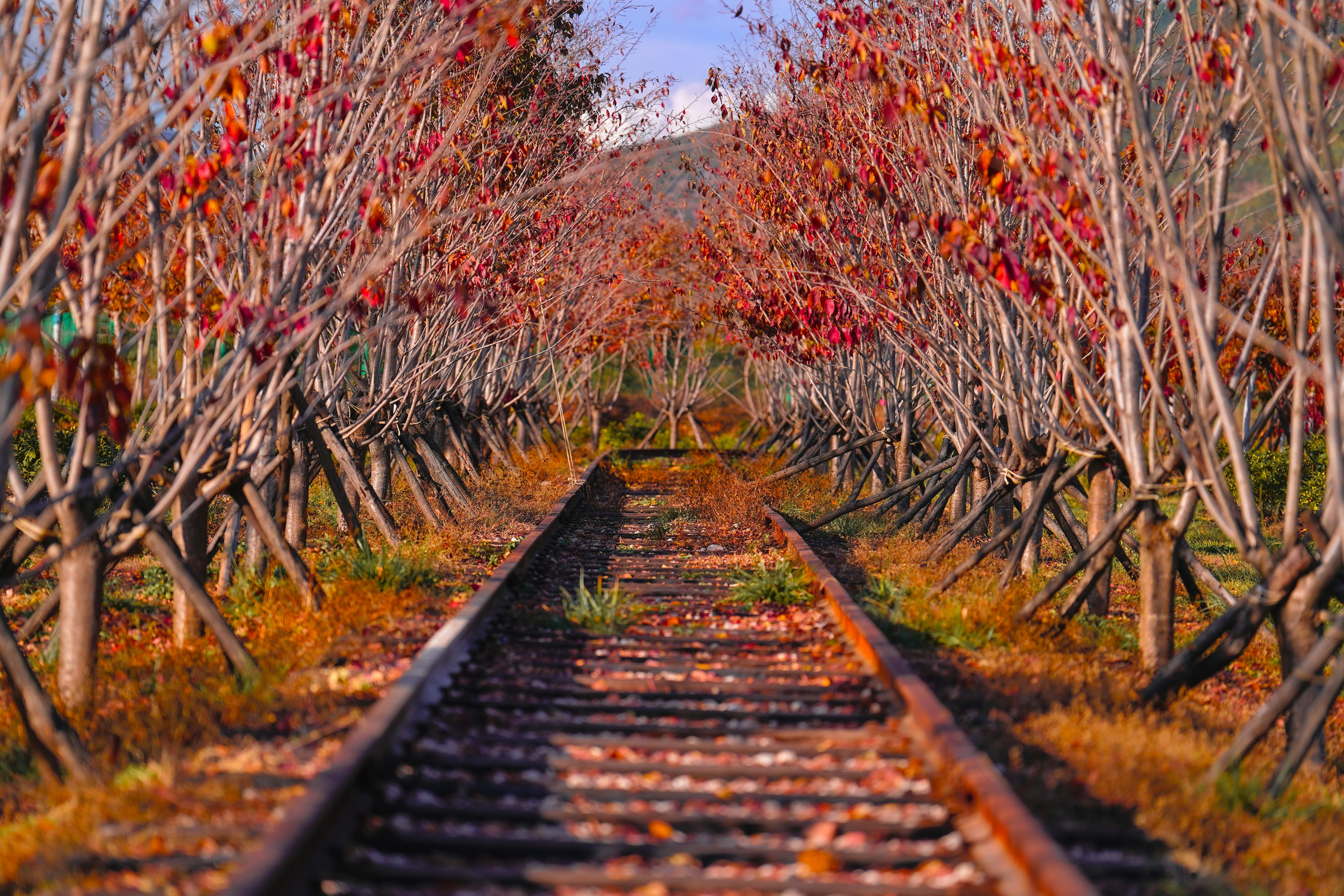 Rustic Railway Track in Autumn Forest · Free Stock Photo