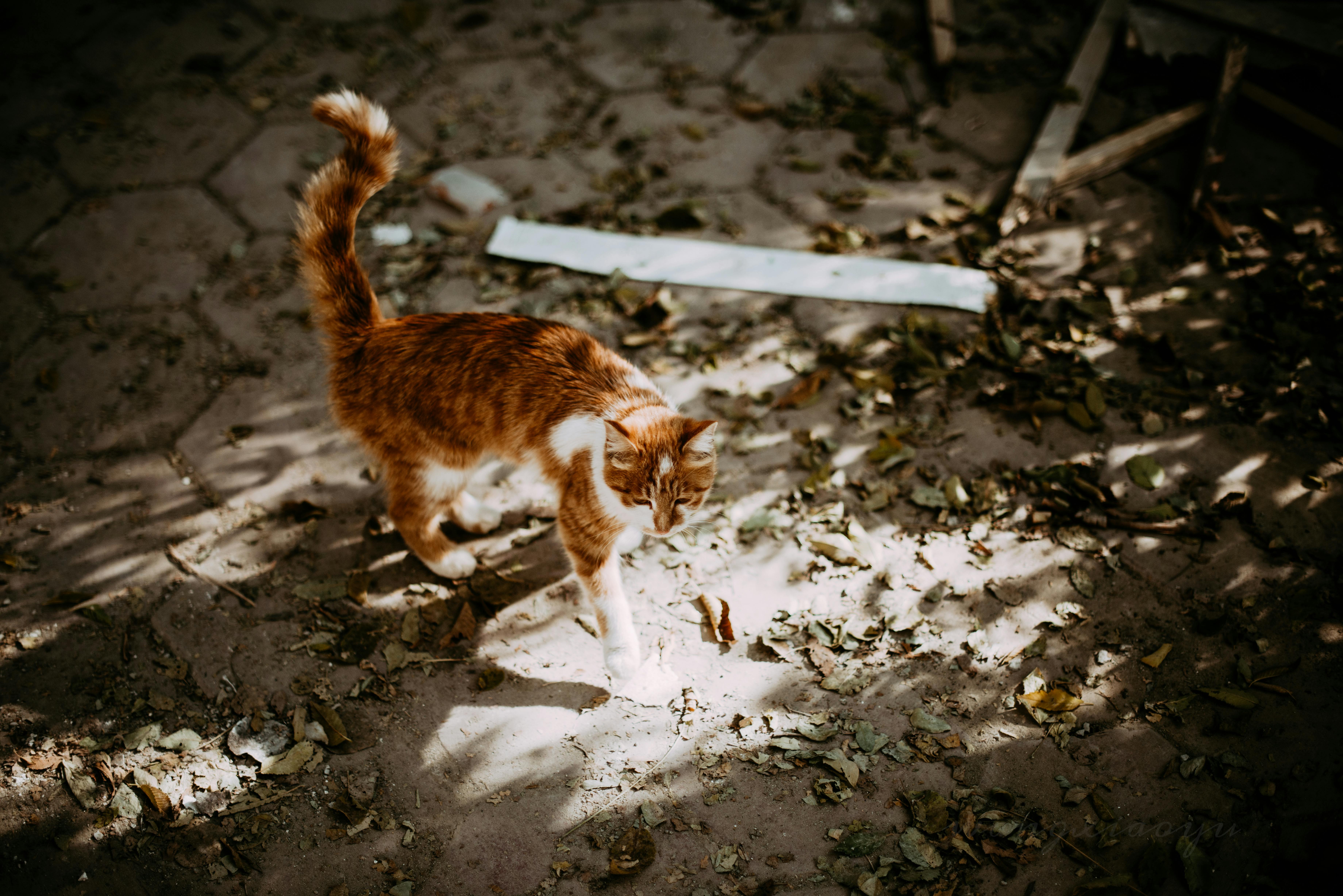 Ginger Cat Walking Through Sunlit Outdoor Pathway · Free Stock Photo