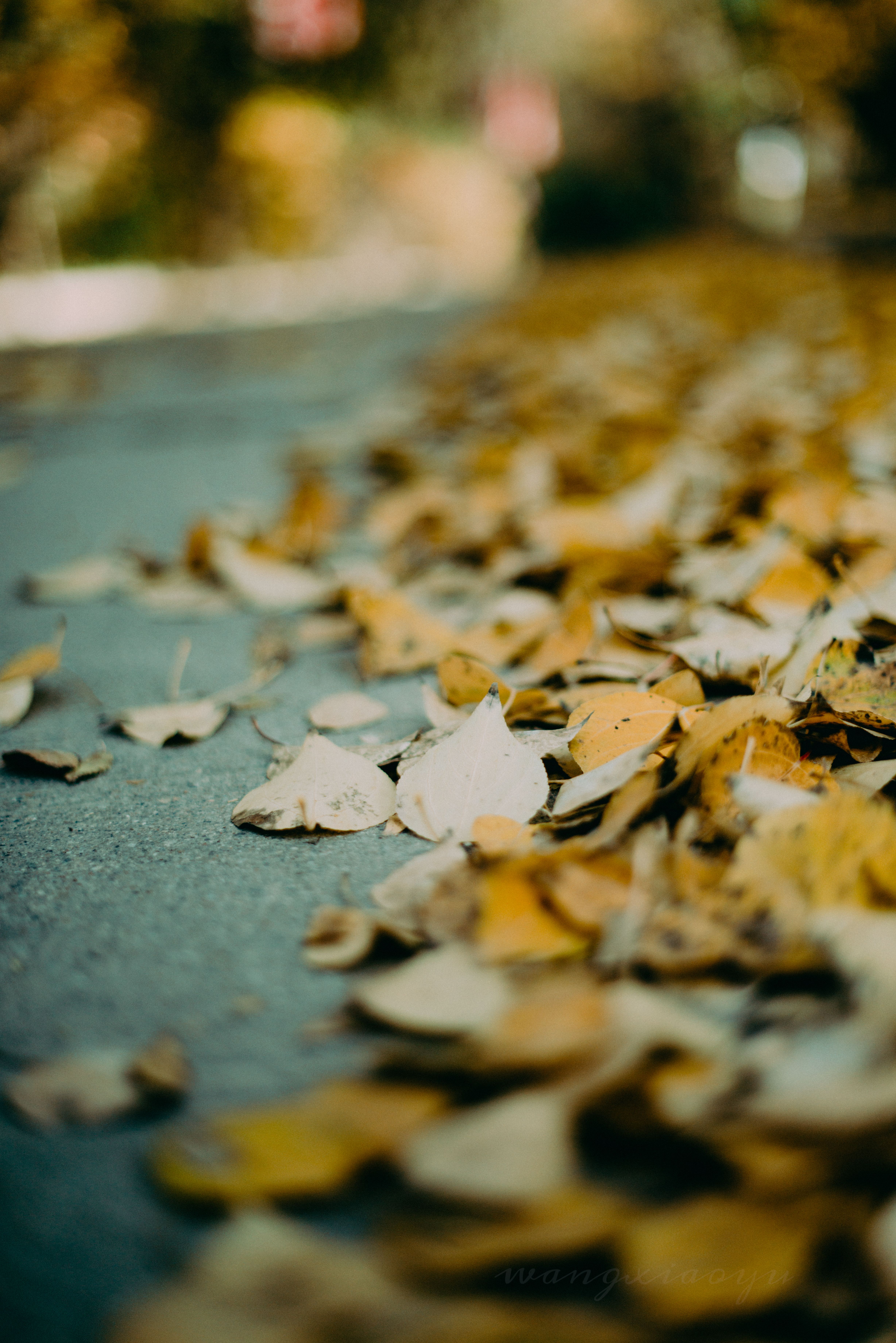 Environment Blur Photos, Download The BEST Free Environment Blur Stock ...