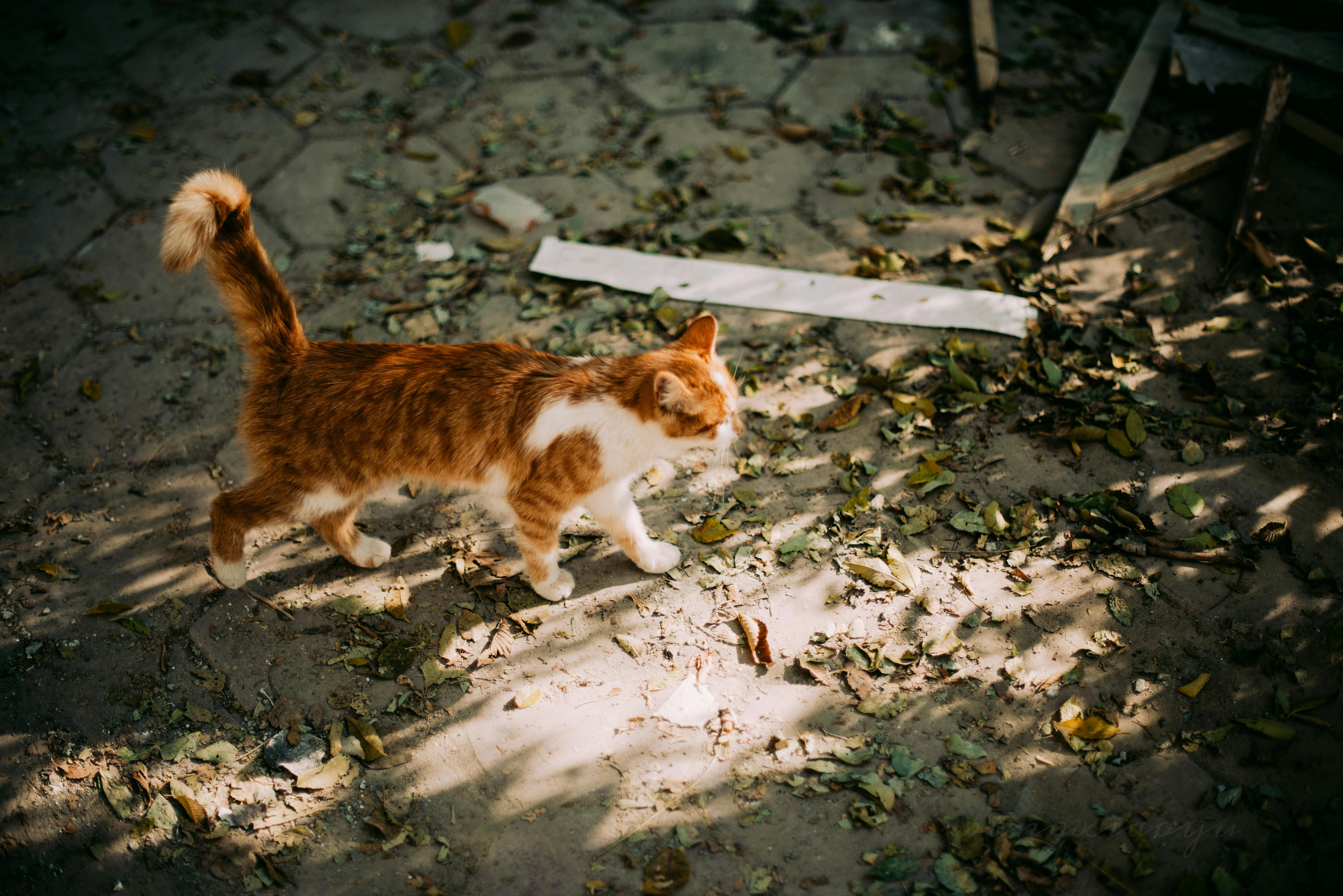 Ginger Tabby Cat Walking on Leaf-Covered Ground · Free Stock Photo